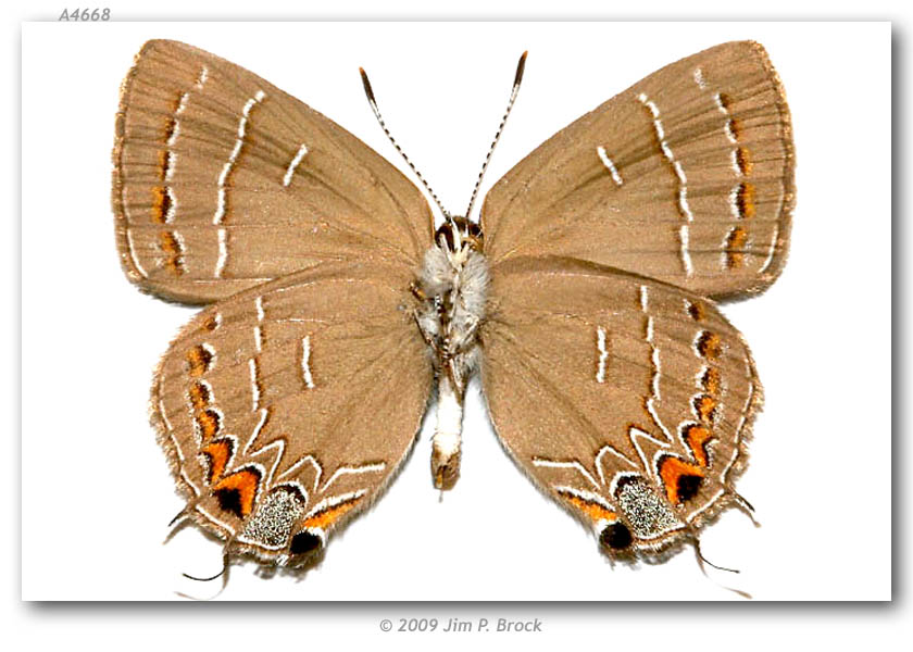 Phaeostrymon alcestis alcestis ♂ Mt. View Acres, Bexar Co., TX, USA 18-V-76
