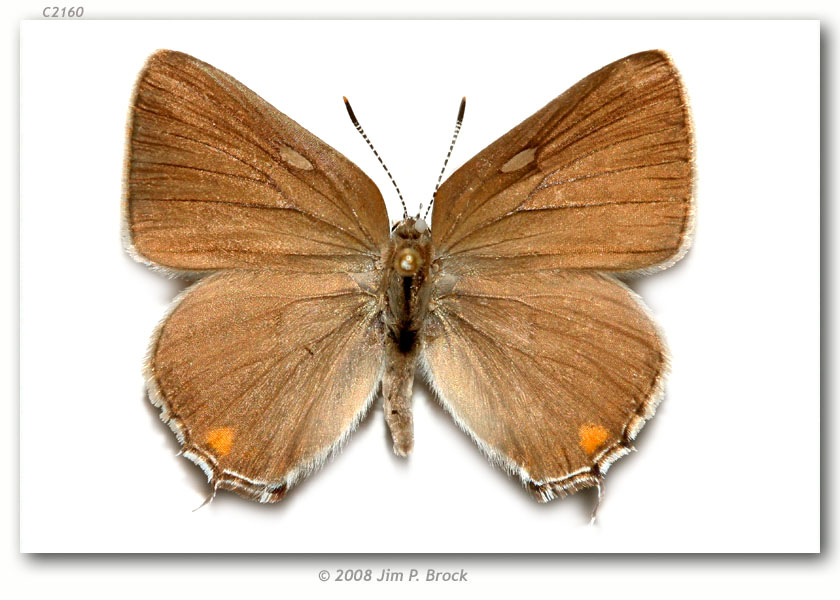 Satyrium acadica montanensis (pinned specimens)