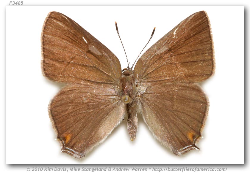 Satyrium edwardsii meridionale Gatrelle, 2001