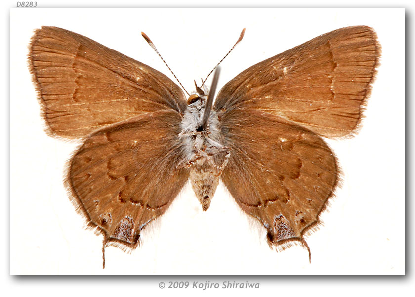 Satyrium saepium chlorophora (type specimens)