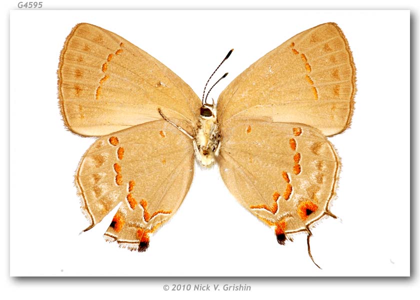 Strymon megarus (type specimens)