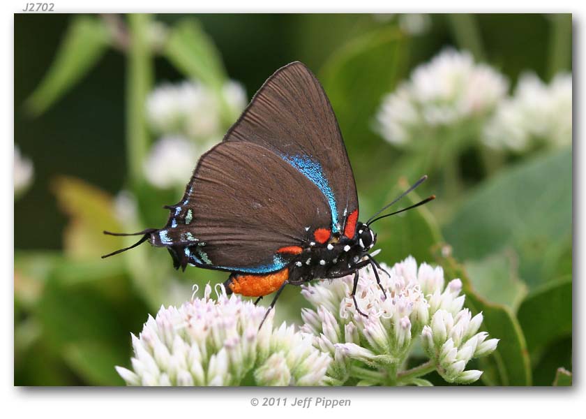 Atlides h. halesus (live adults, page 2)