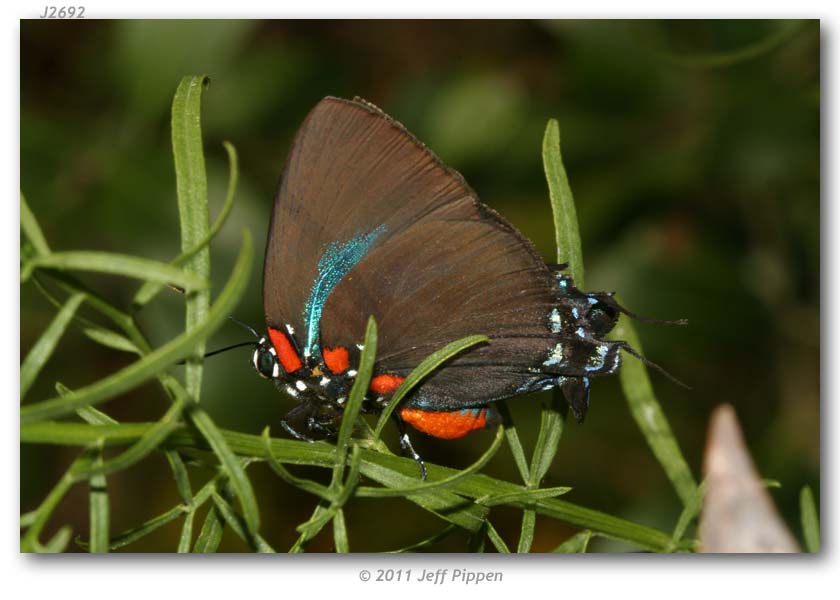 Atlides h. halesus (Cramer, 1777)