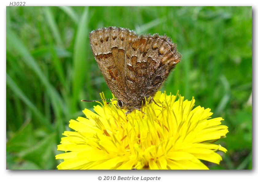 Callophrys niphon clarki (live adults)