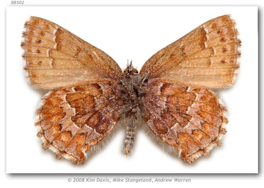 Callophrys niphon clarki (type specimens)
