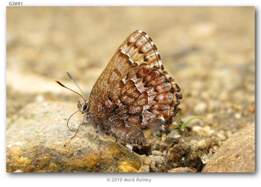 Callophrys niphon clarki (live adults)