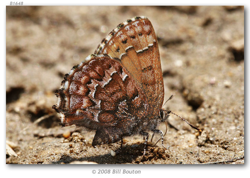 Callophrys niphon clarki (live adults)