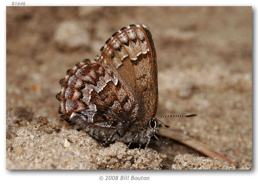 Callophrys niphon clarki (live adults)