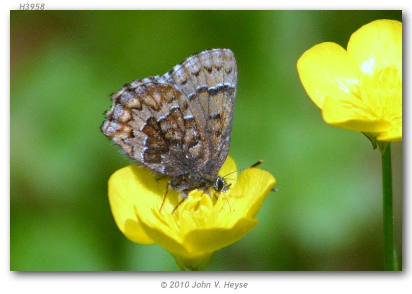 Callophrys niphon clarki (live adults)