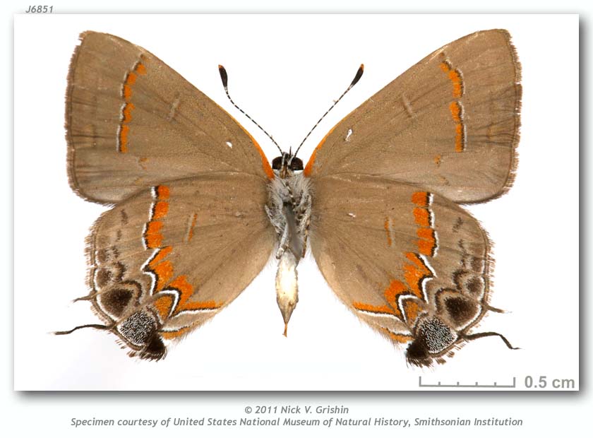 Calycopis cecrops (type specimens)