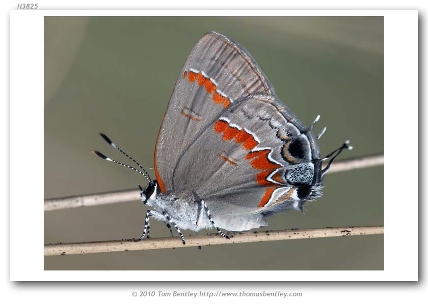 Calycopis cecrops (live adults, page 2)