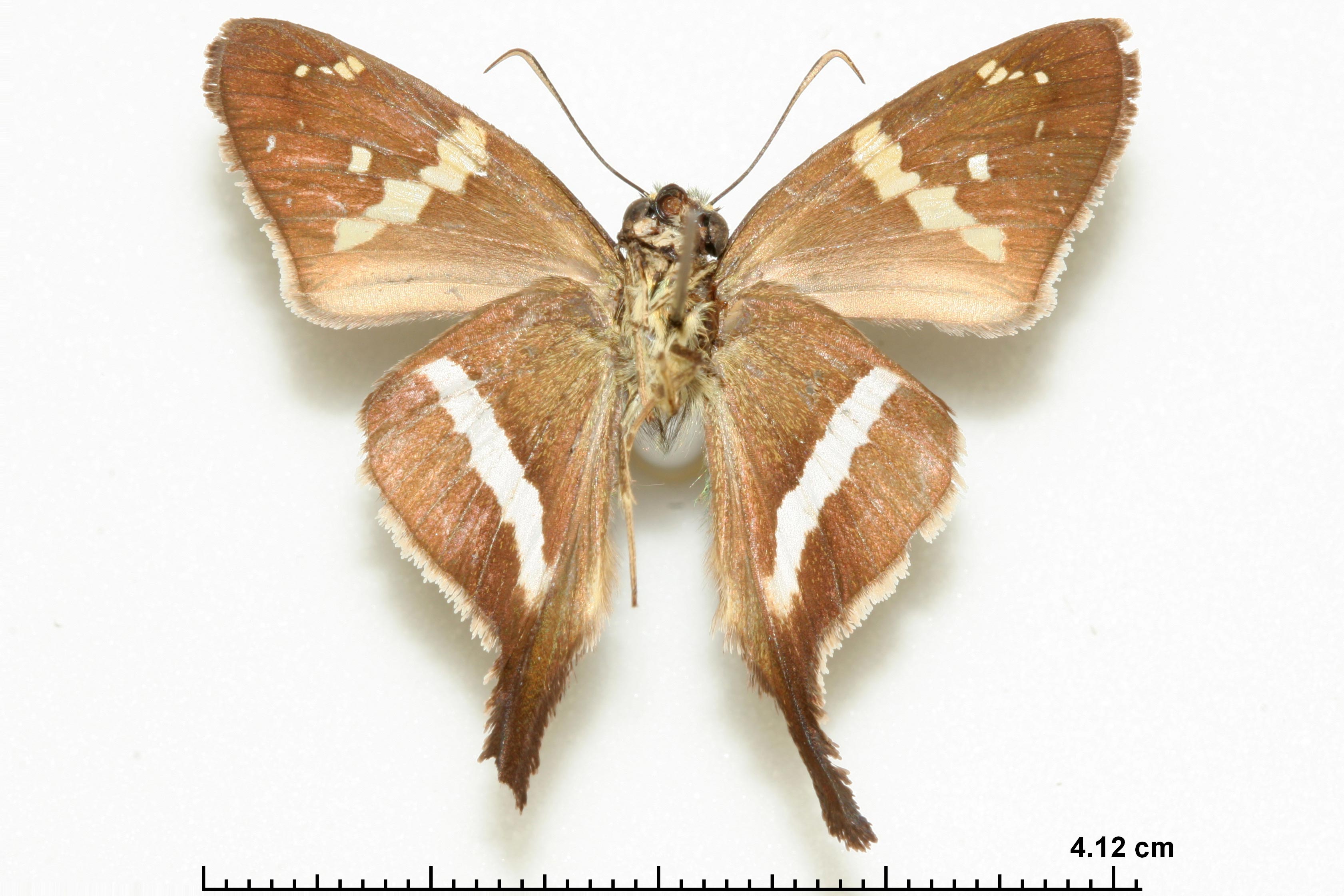 Aguna similis (pinned specimens)
