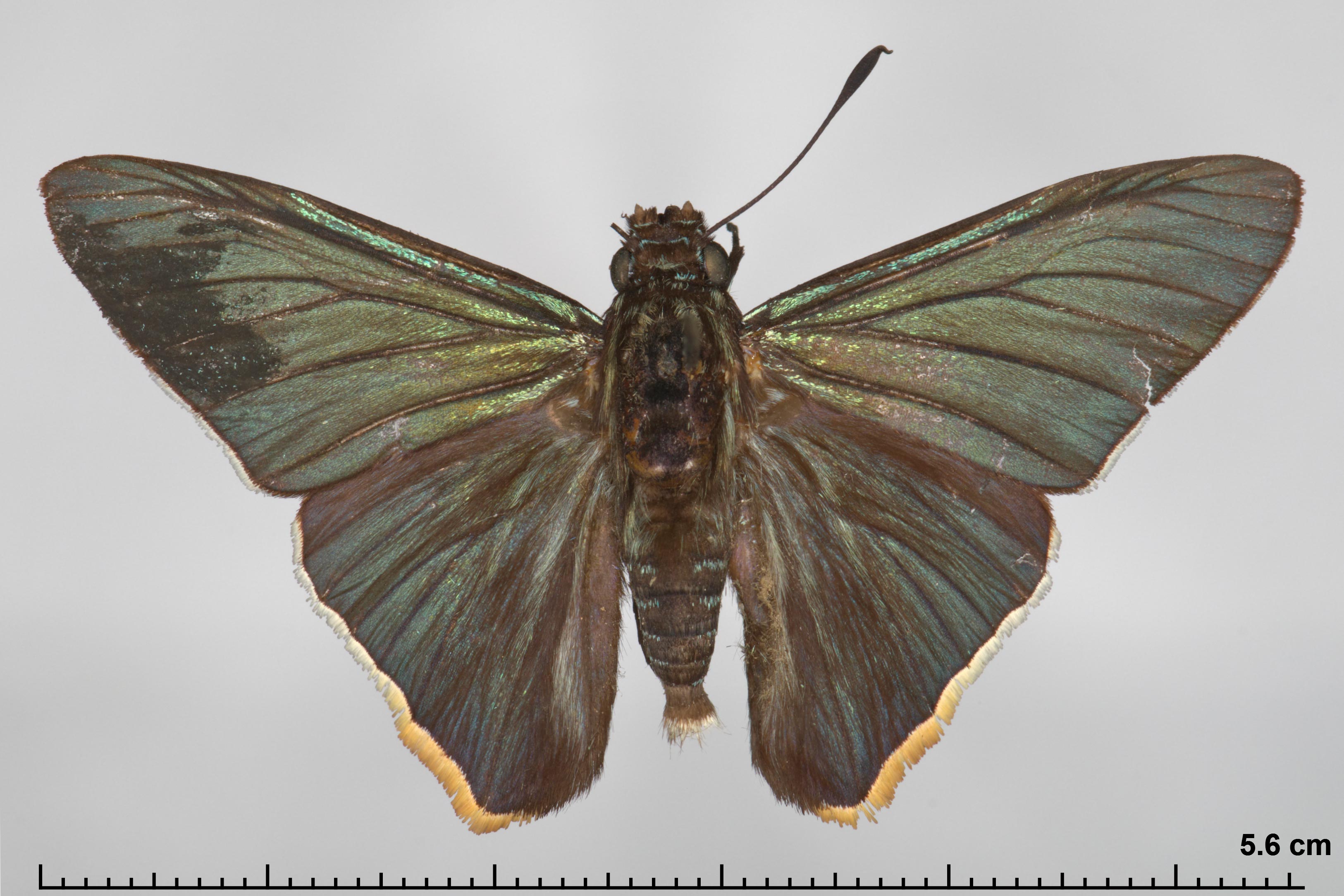Phocides charon (type specimens)
