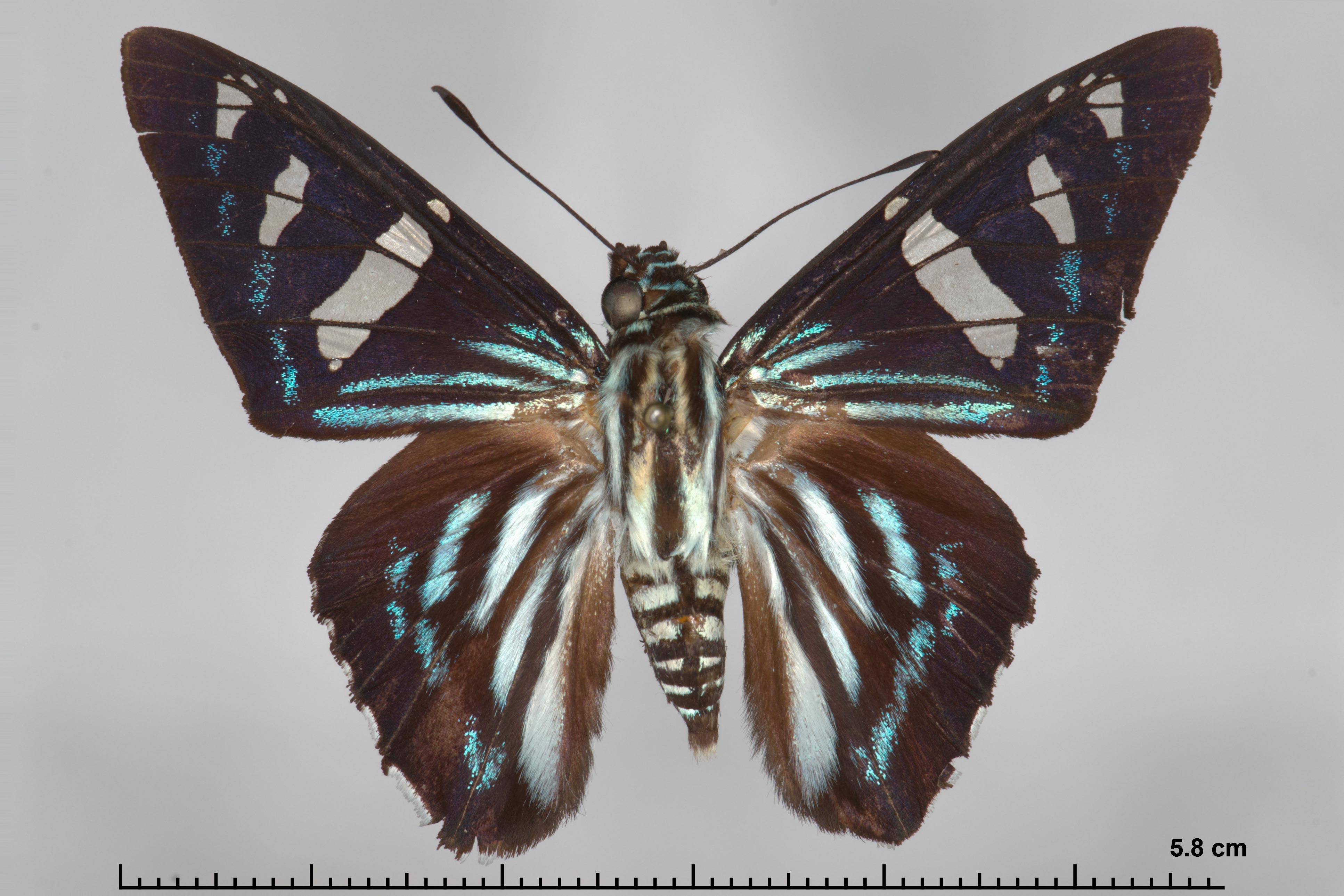Phocides padrona (type specimens)