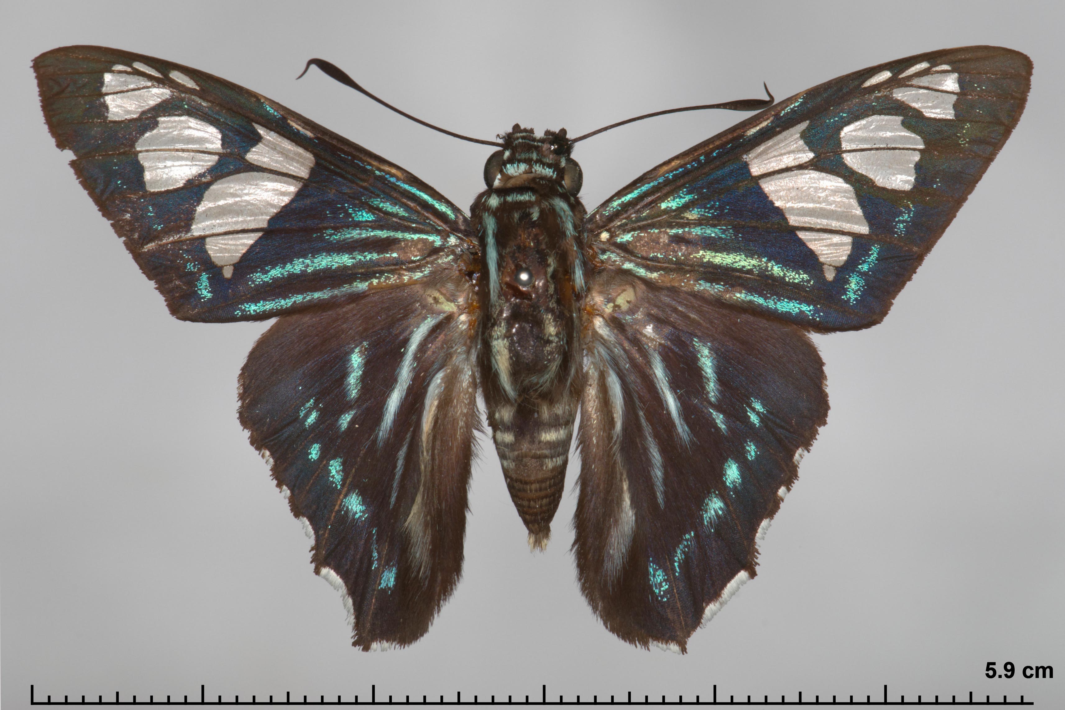 Phocides belus (type specimens)