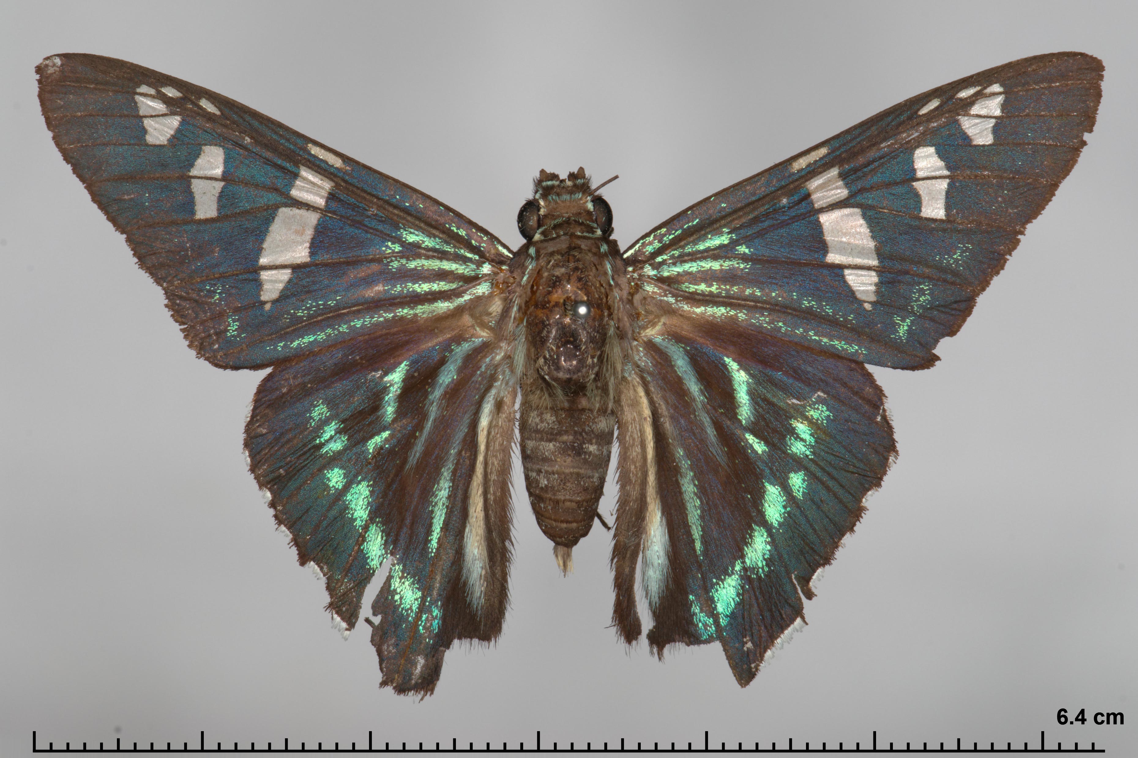 Phocides bicolora (type specimens)