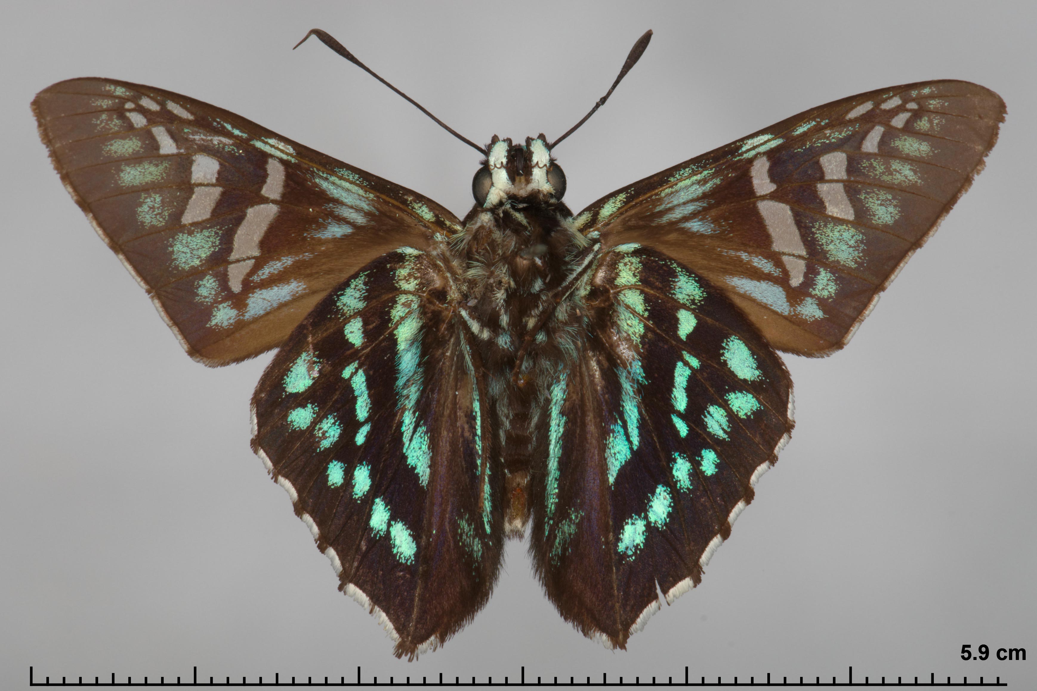 Phocides urania (type specimens)