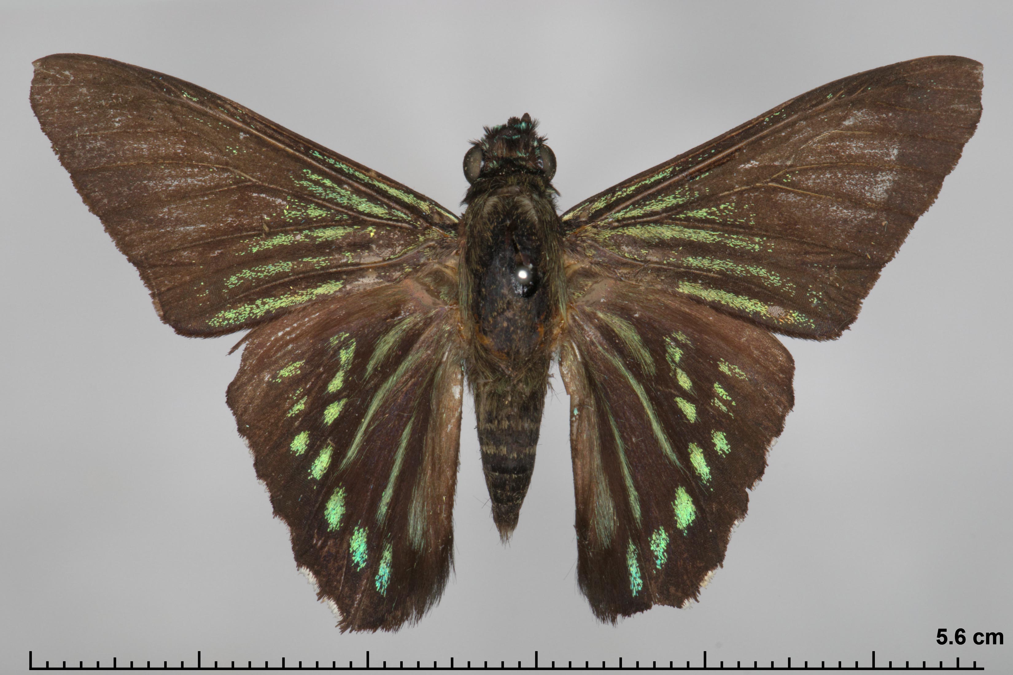 Phocides vida (type specimens)