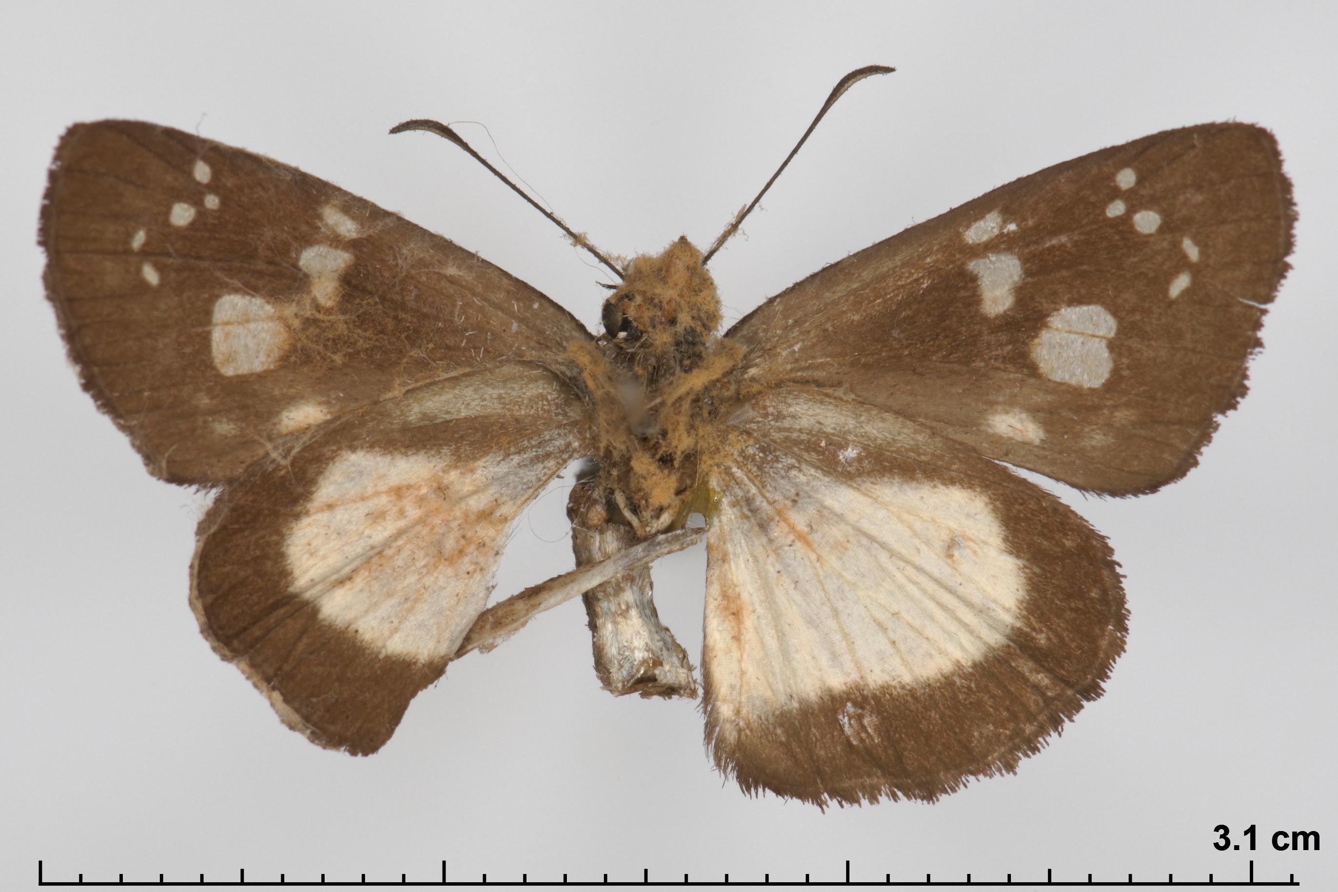 Milanion leucaspis (type specimens)