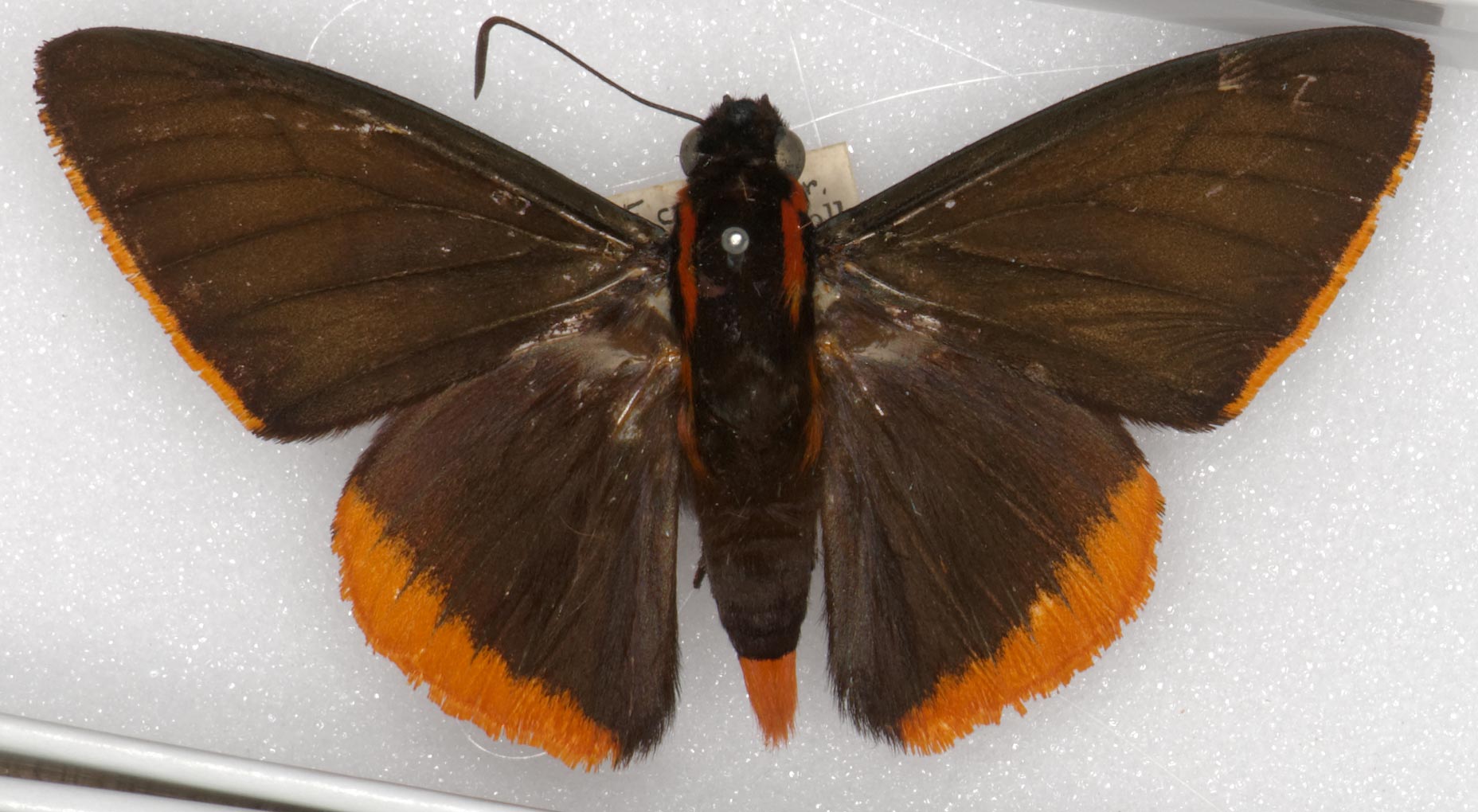 Pyrrhopyge martena (type specimens)