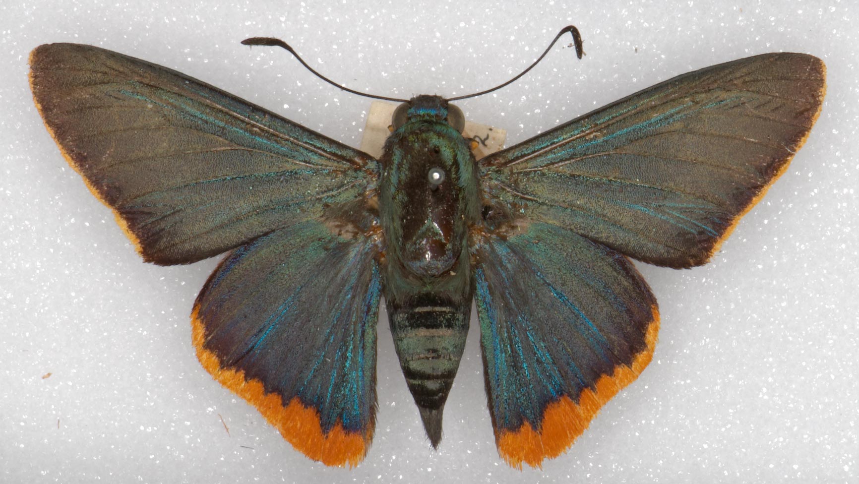 Apyrrothrix chalybea chloris (type specimens)