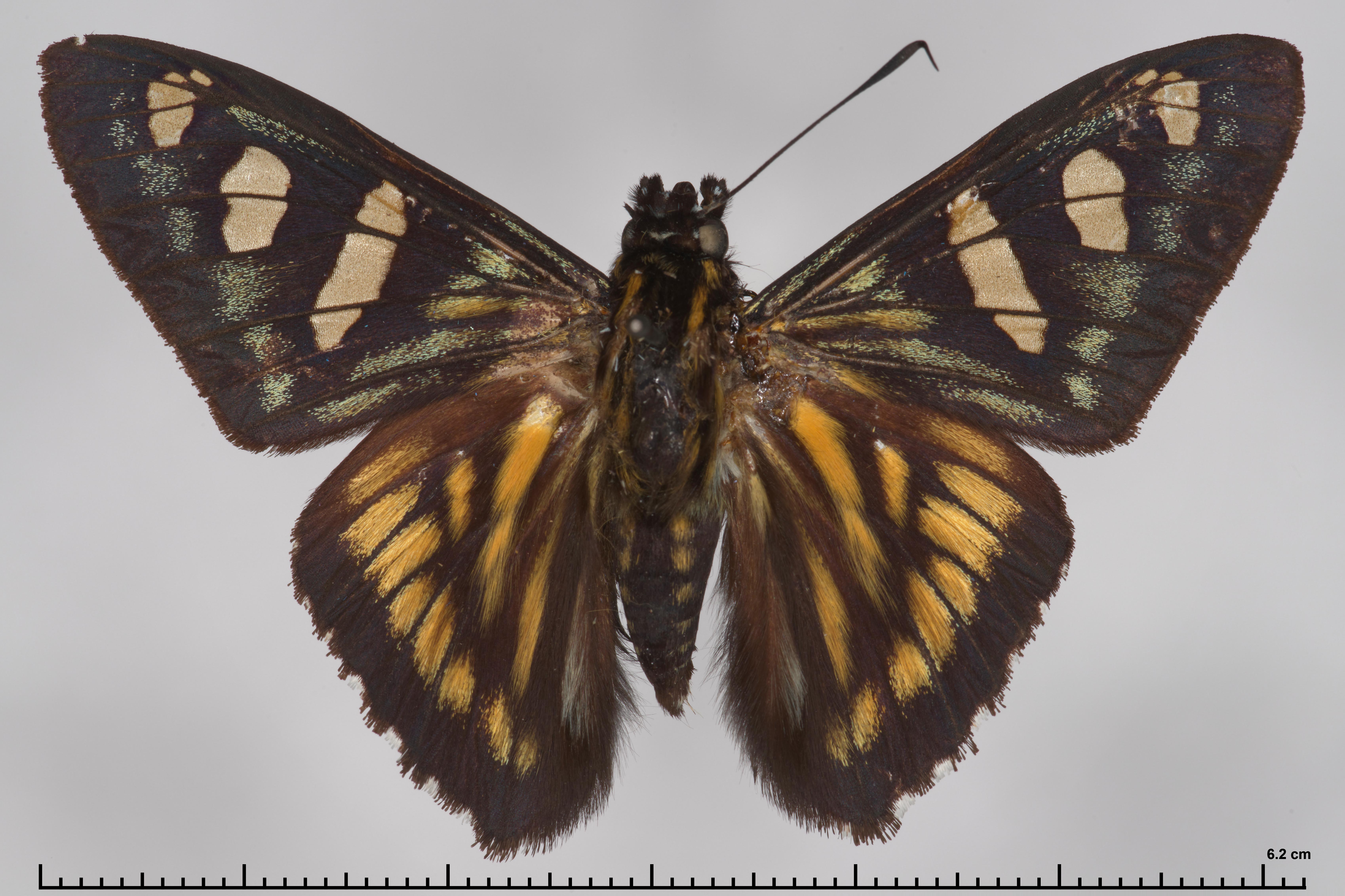 Phocides yokhara charonotis (type specimens)