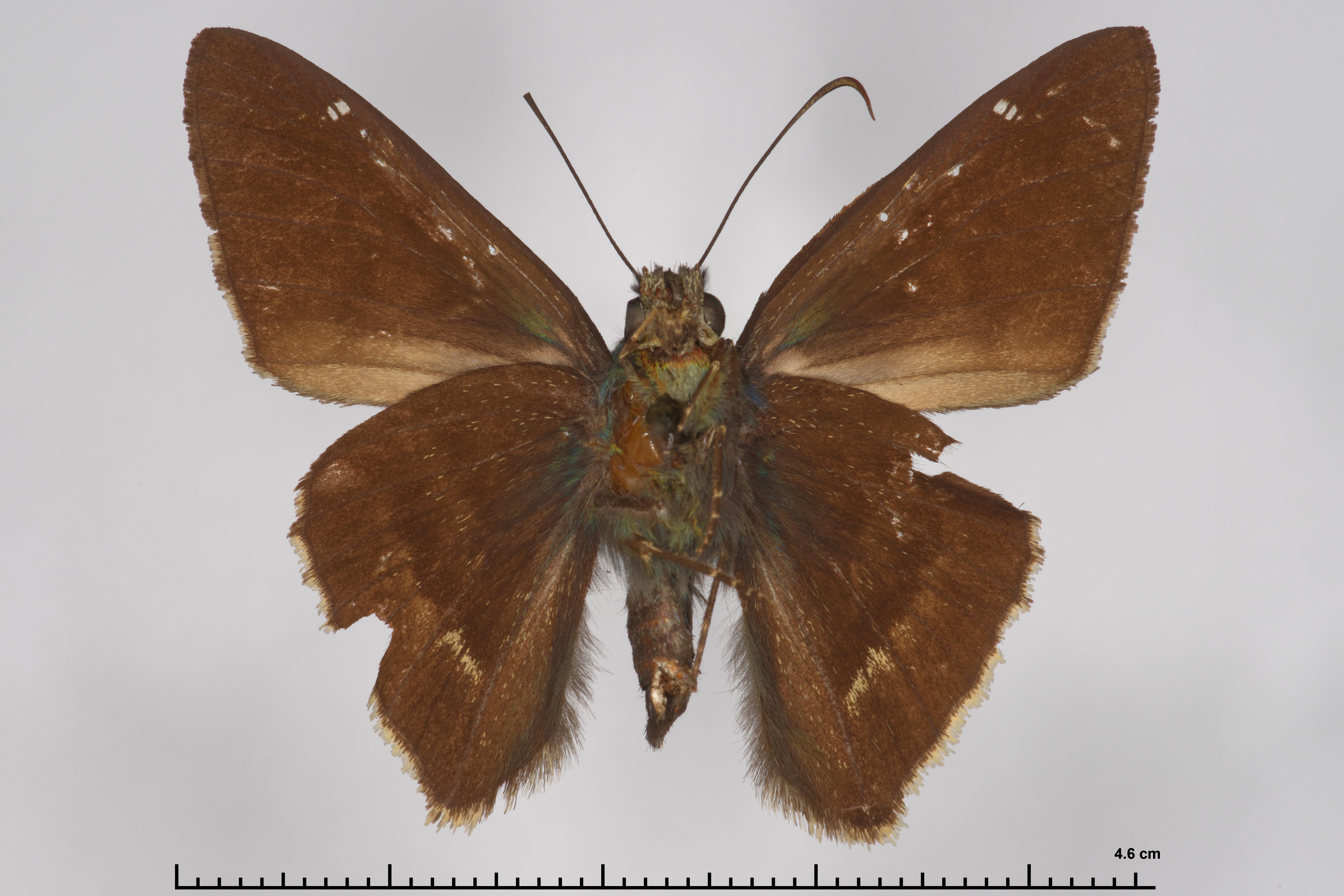 Ridens nora (type specimens)