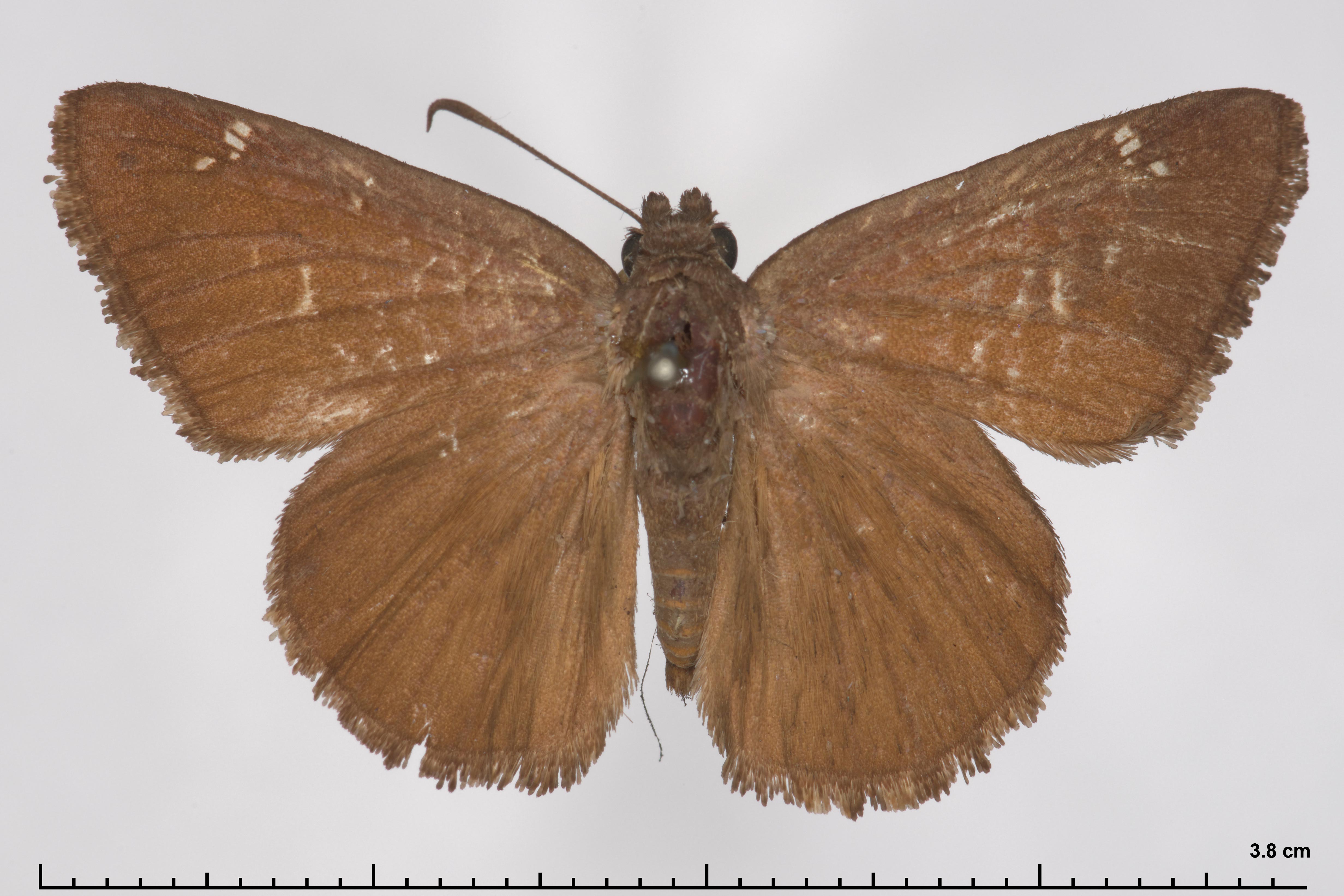 Cogia punctilia (type specimens)