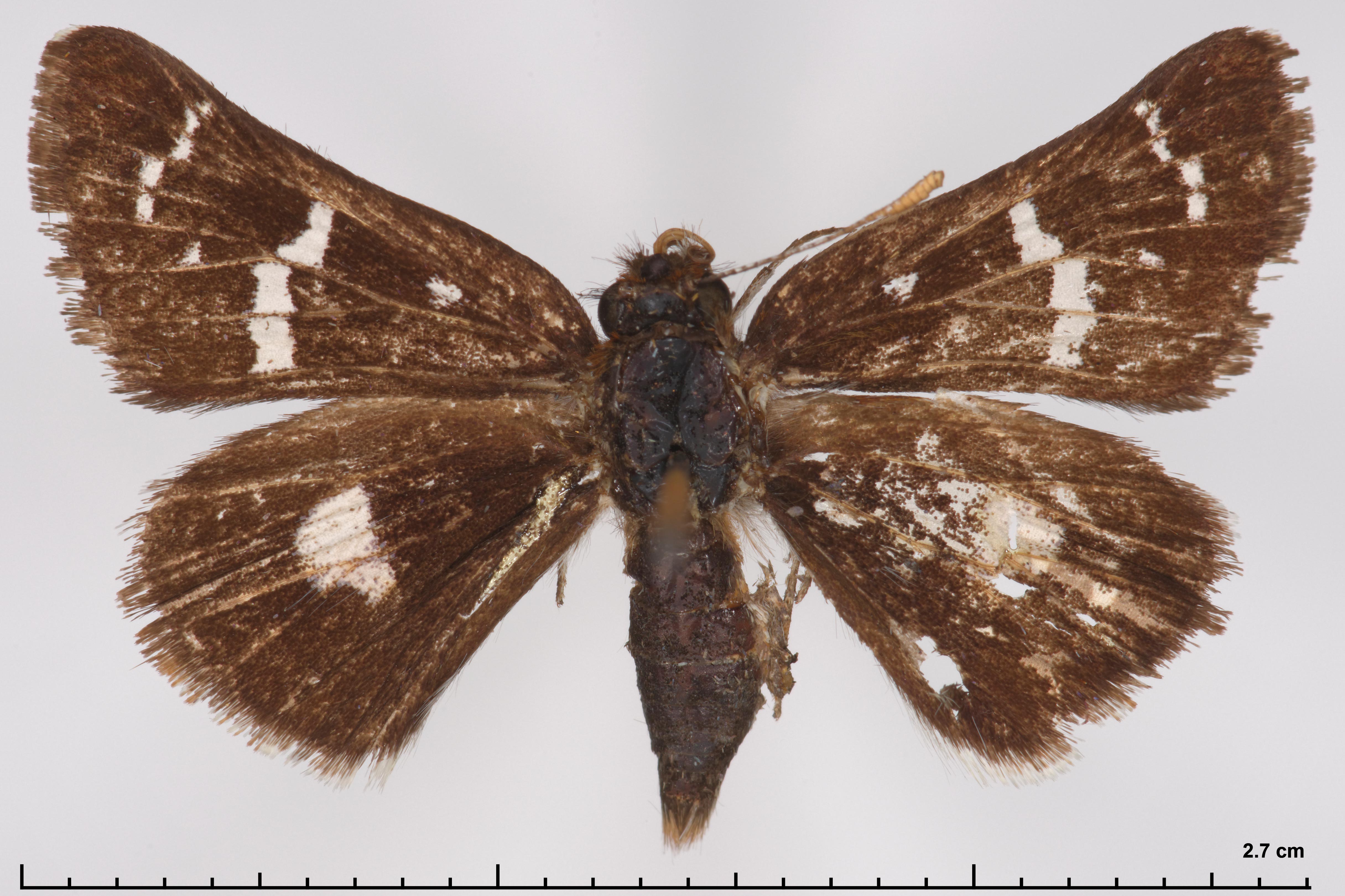 Carterocephalus micio (type specimens)