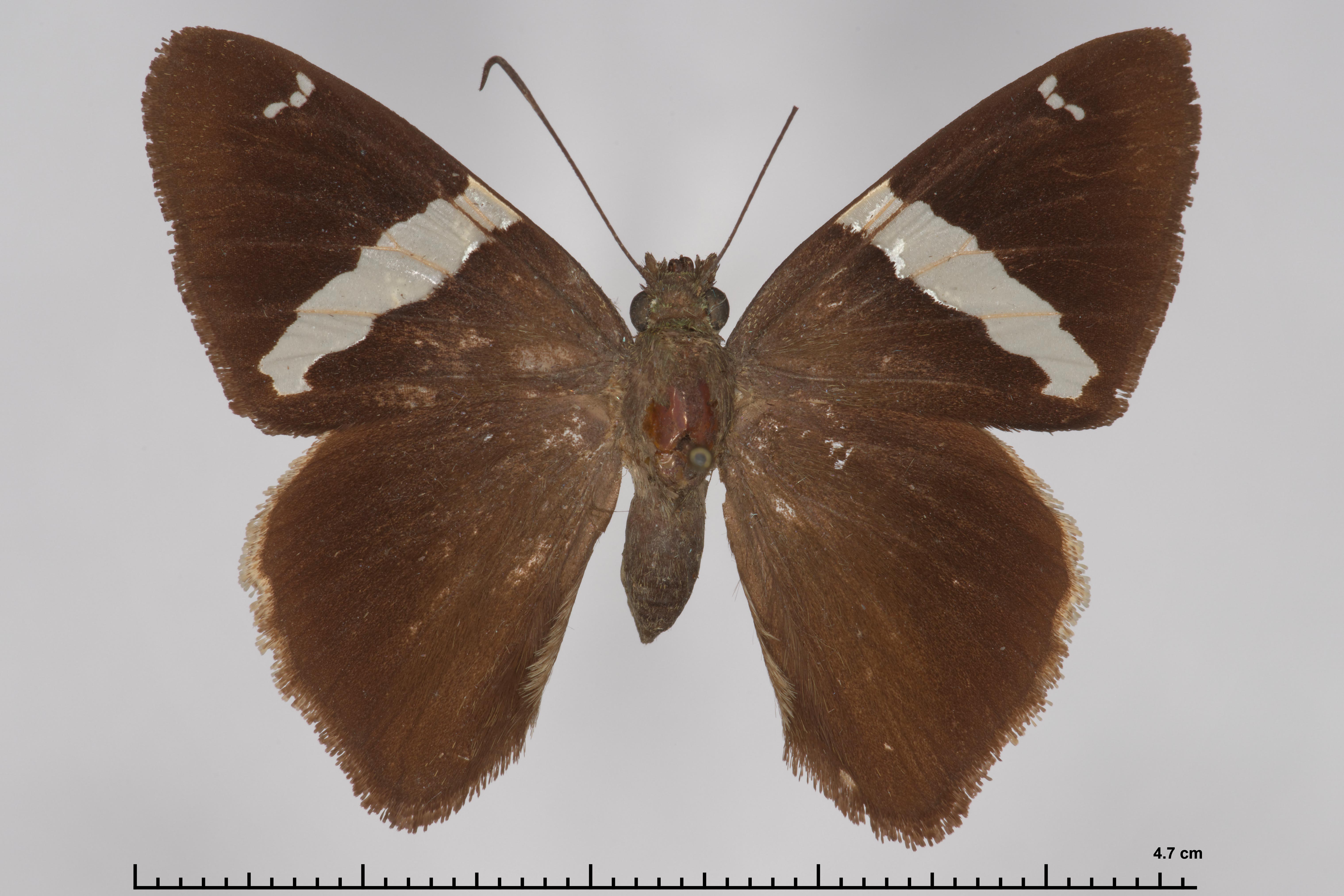 Autochton reflexus (type specimens)