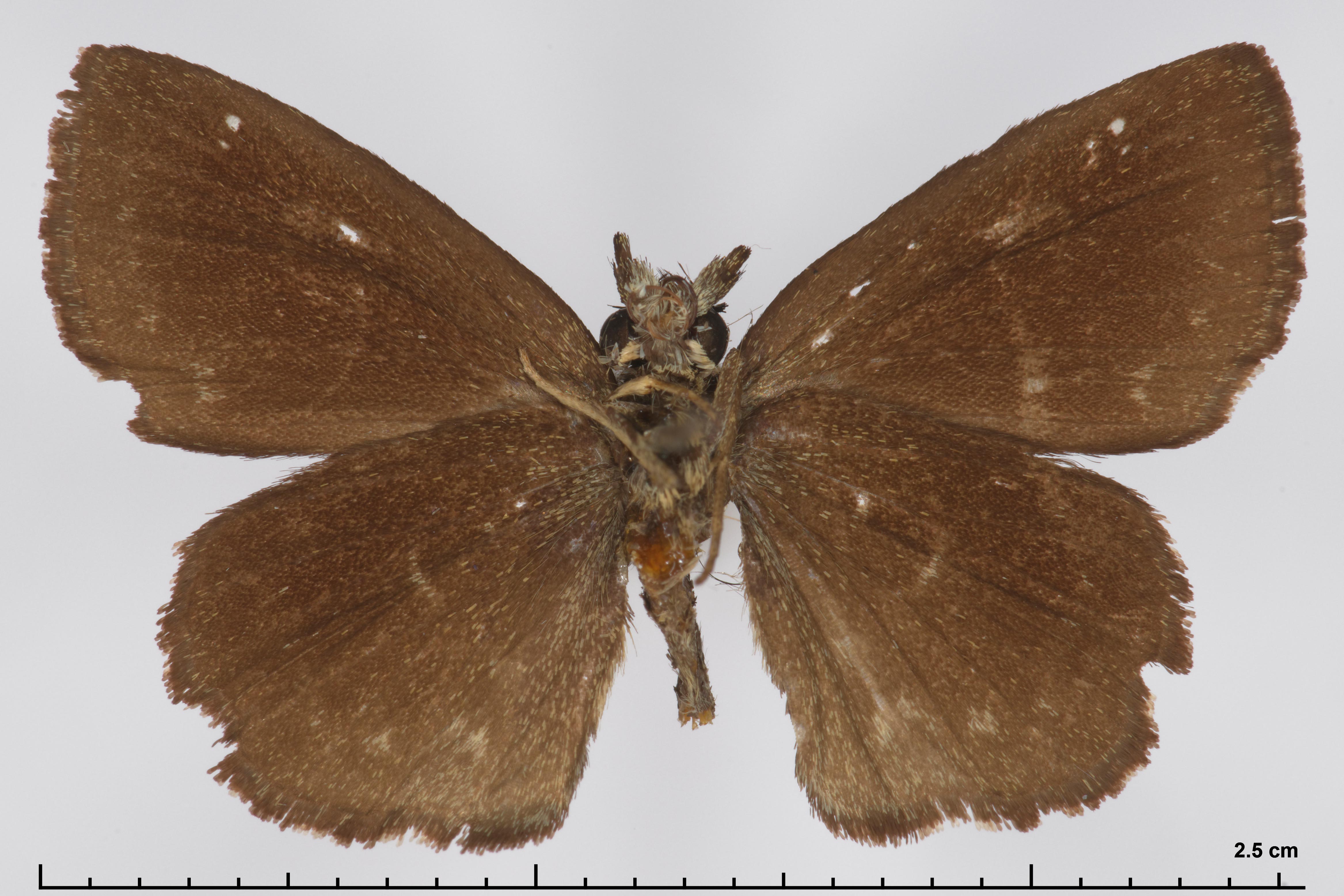 Staphylus satrap (type specimens)
