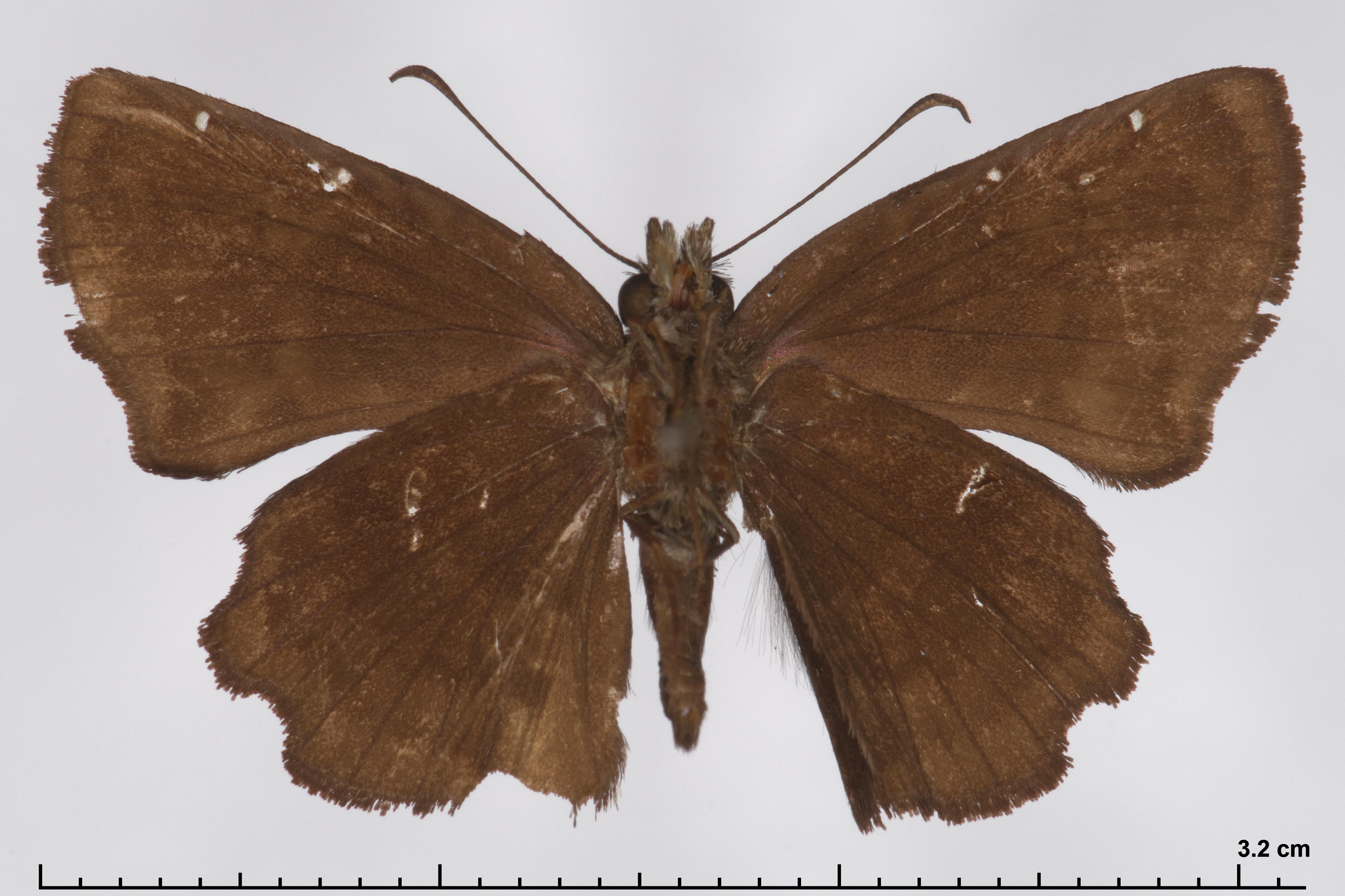 Antigonus liborius areta (type specimens)