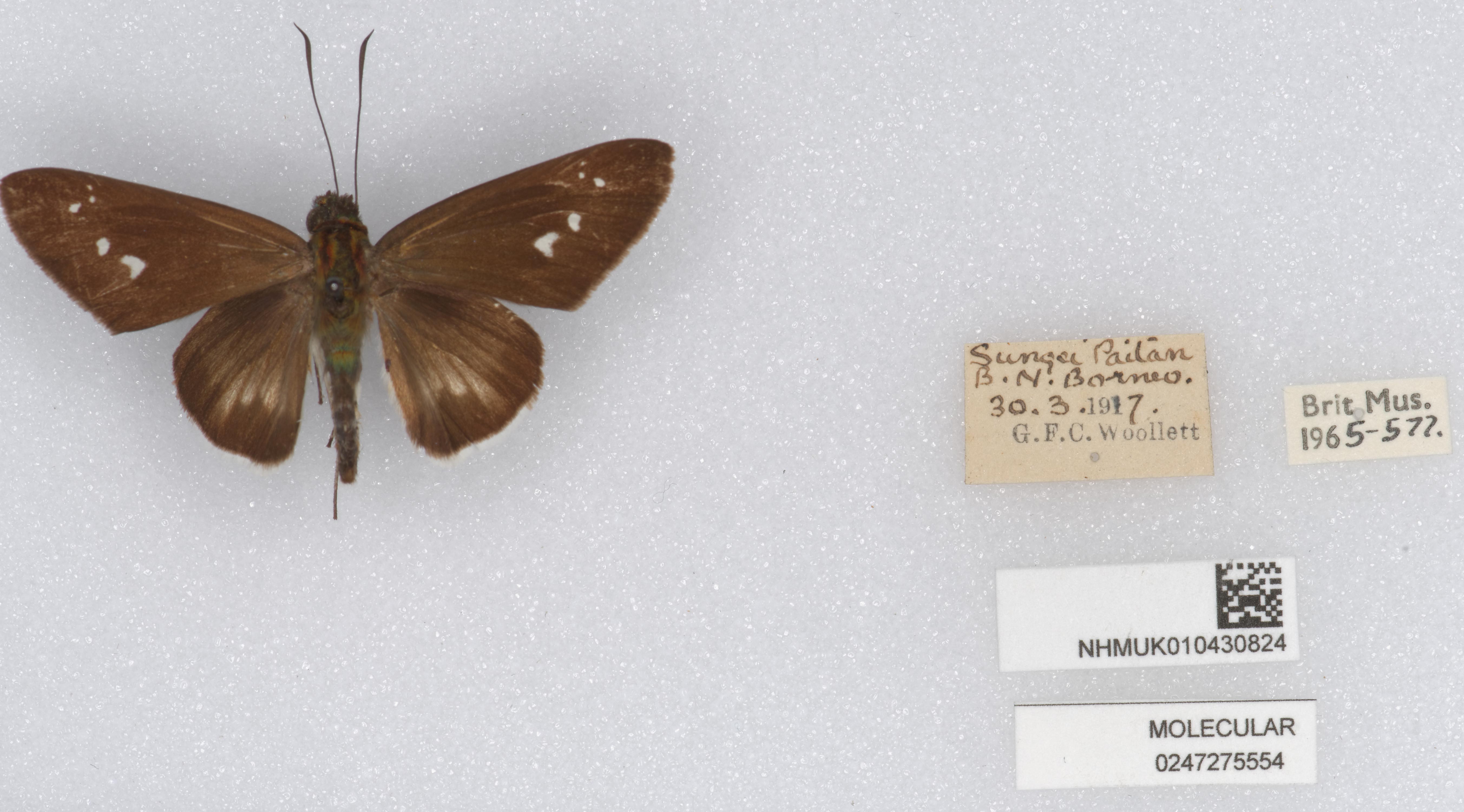 Acerbas a. anthea (pinned specimens)