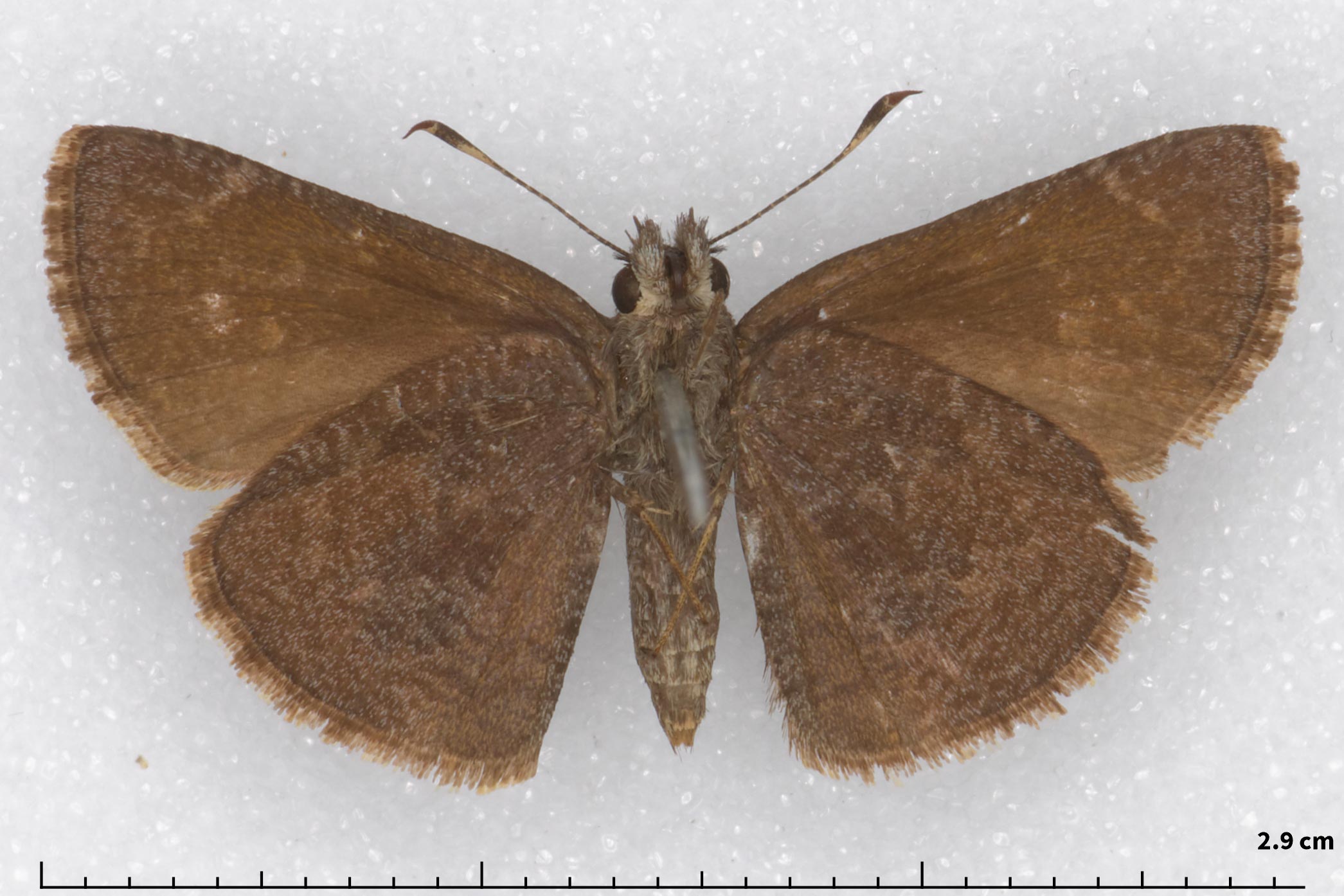 Amblyscirtes fluonia Godman, 1900; Comments: TL: Mexico (Gue/Jal)