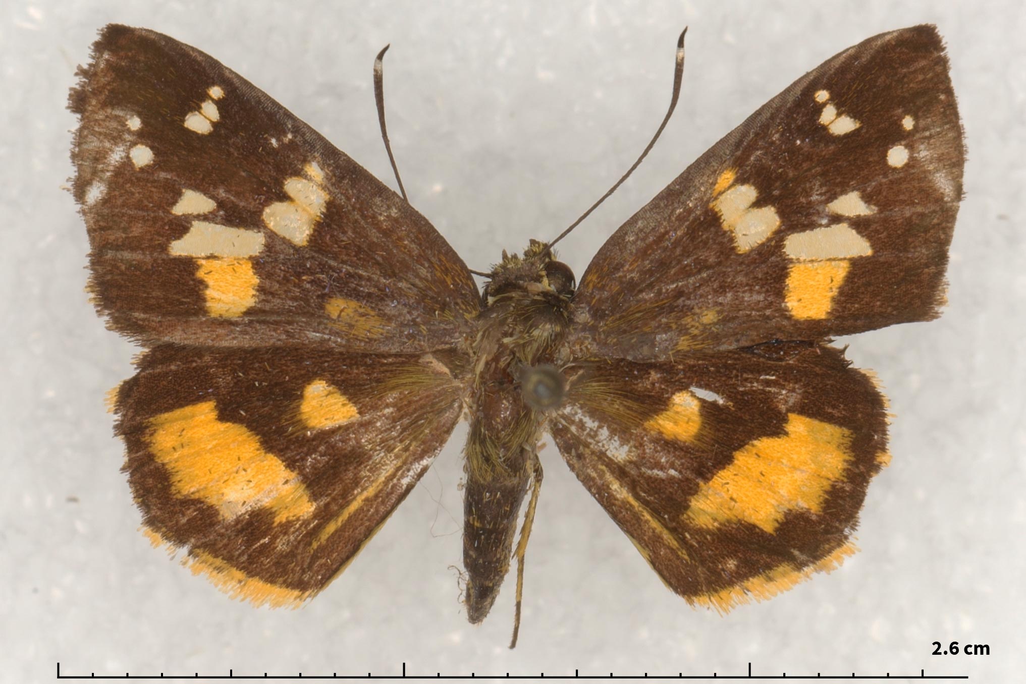 Pardaleodes sator ♀ Ivory Coast: 7-VII-1957 [CAS].