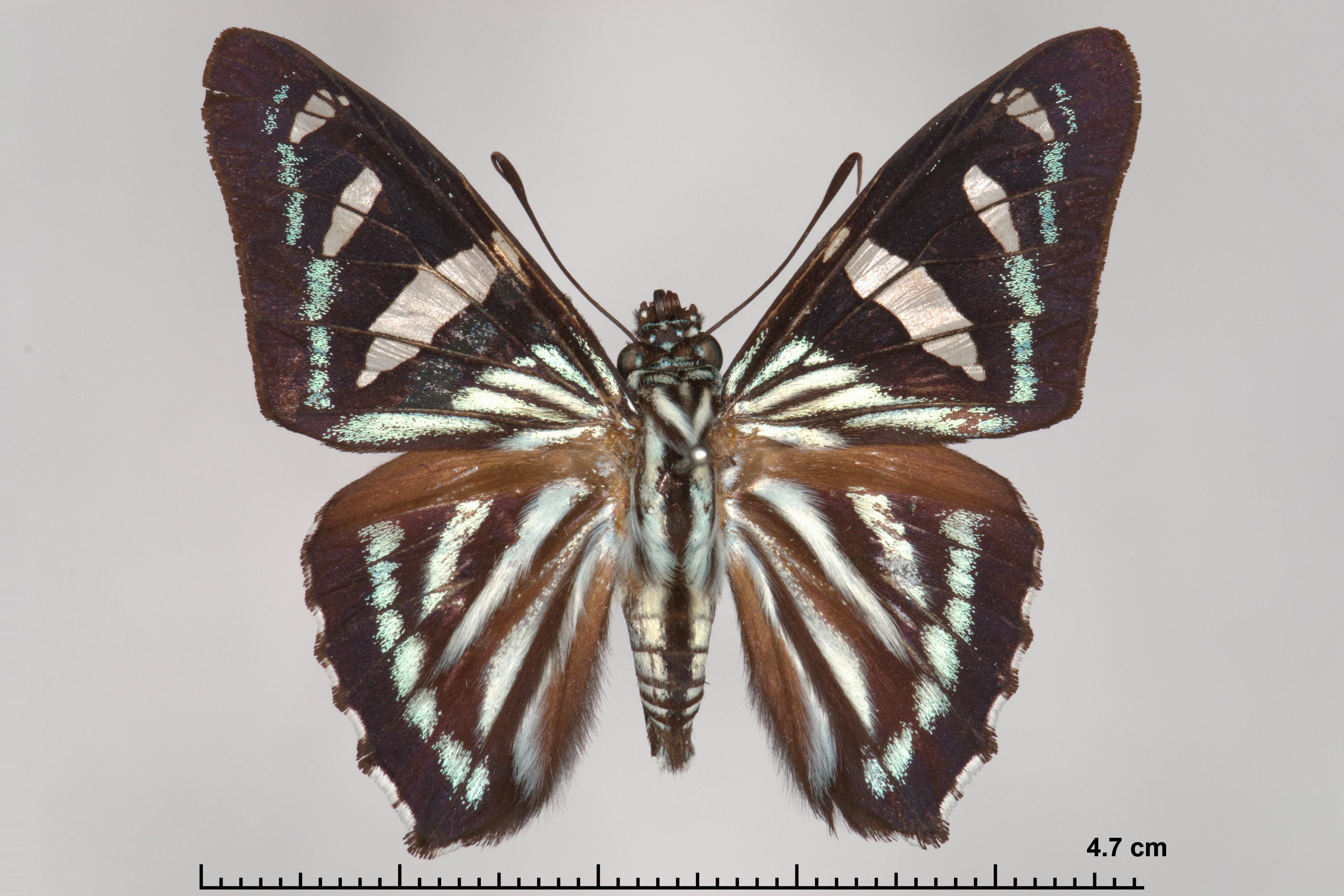 Phocides vulcanides (type specimens)