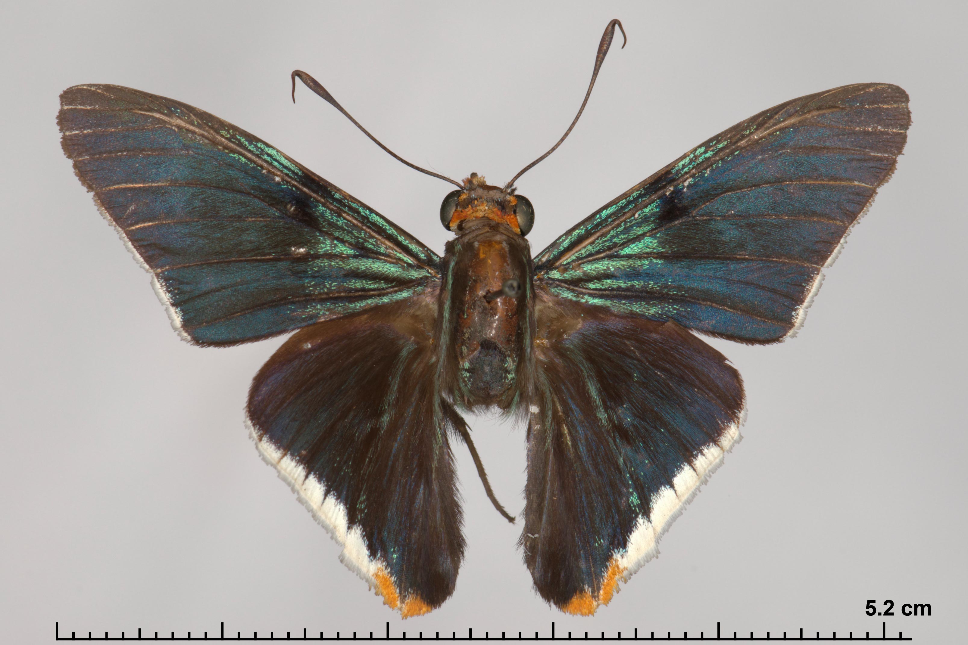 Phocides p. polybius (type specimens)