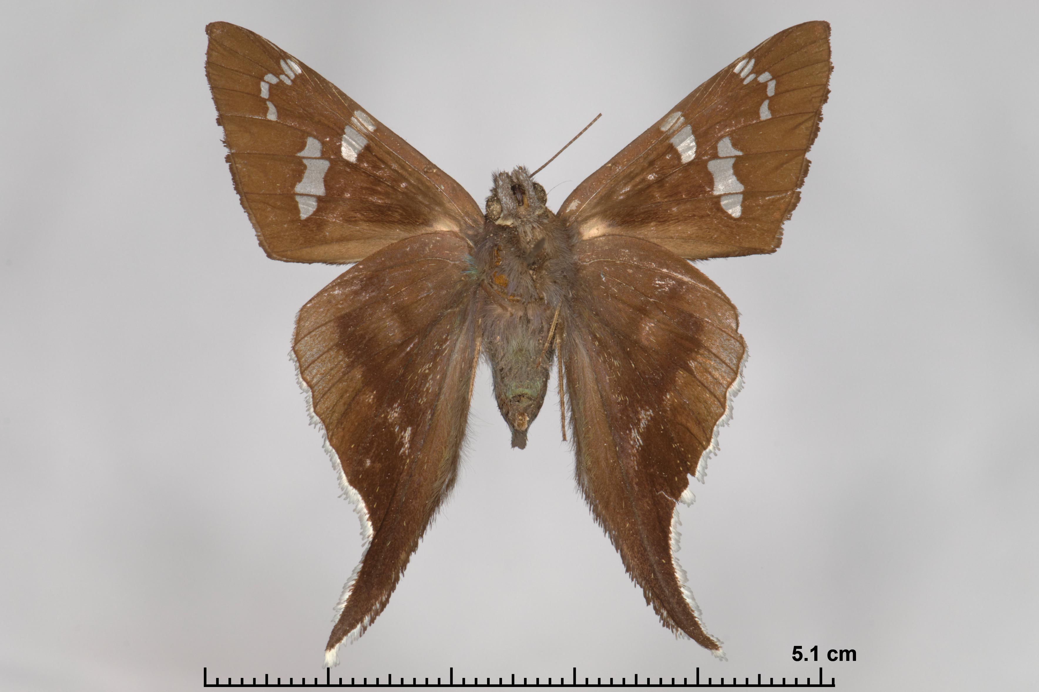 Ridens harpagus (type specimens)
