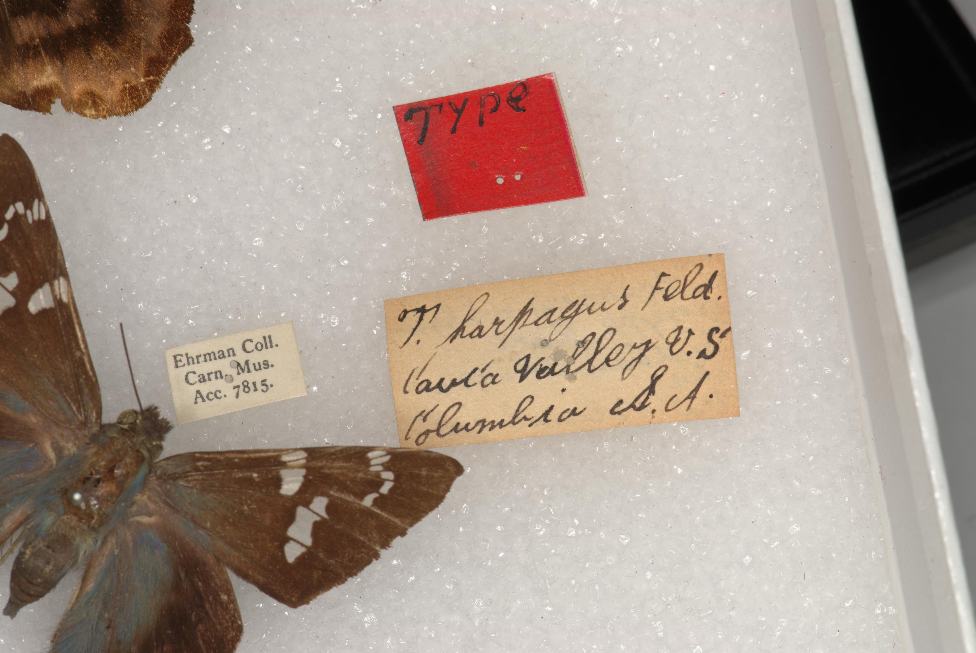 Ridens harpagus (type specimens)