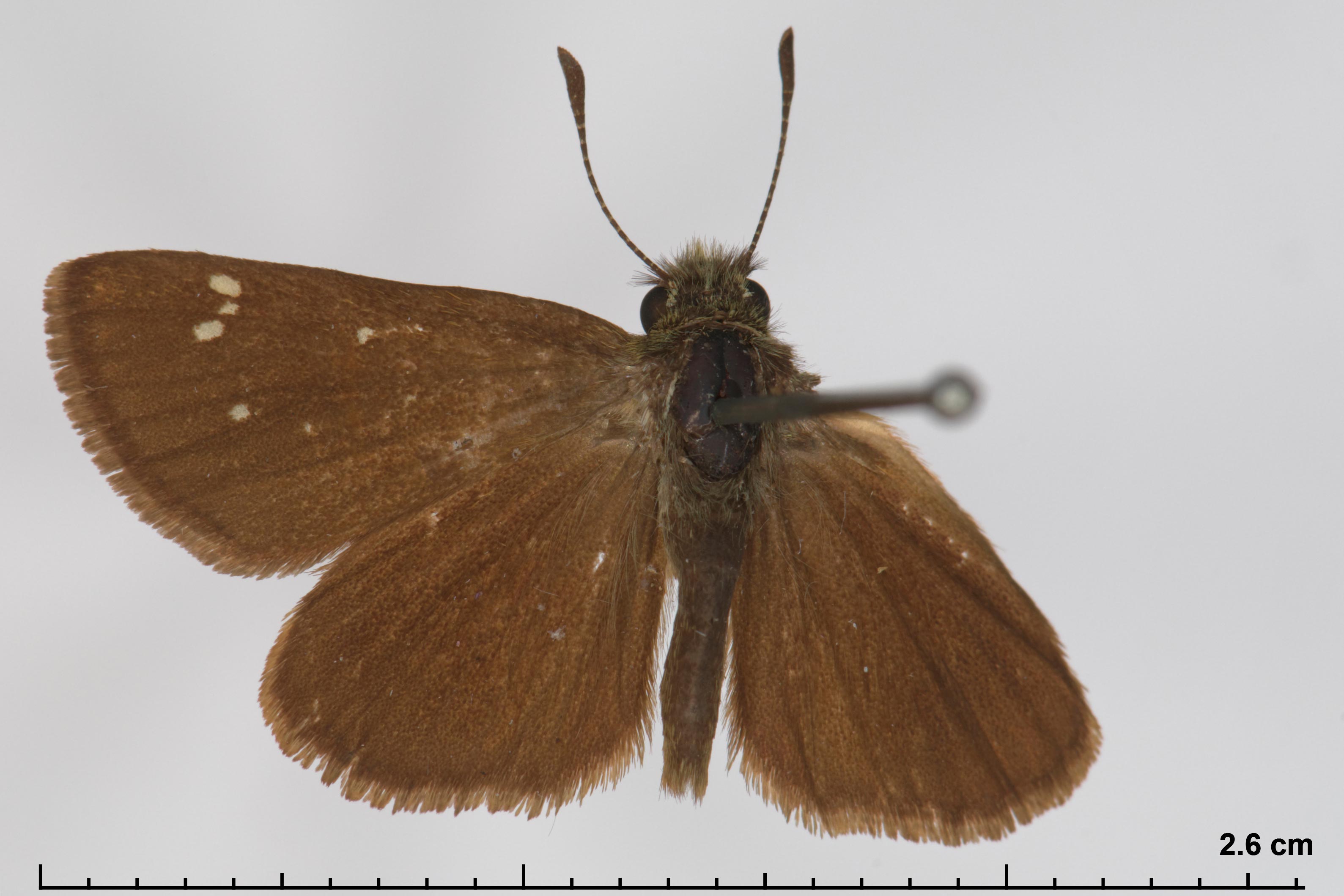 Piruna pirus (type specimens)