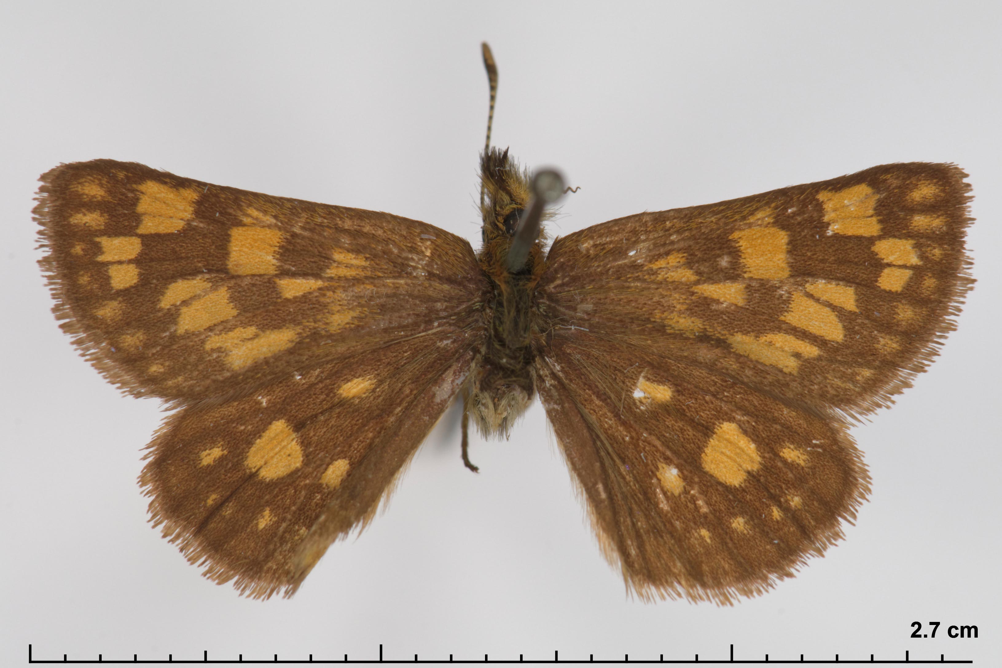 Carterocephalus palaemon skada (type specimens)