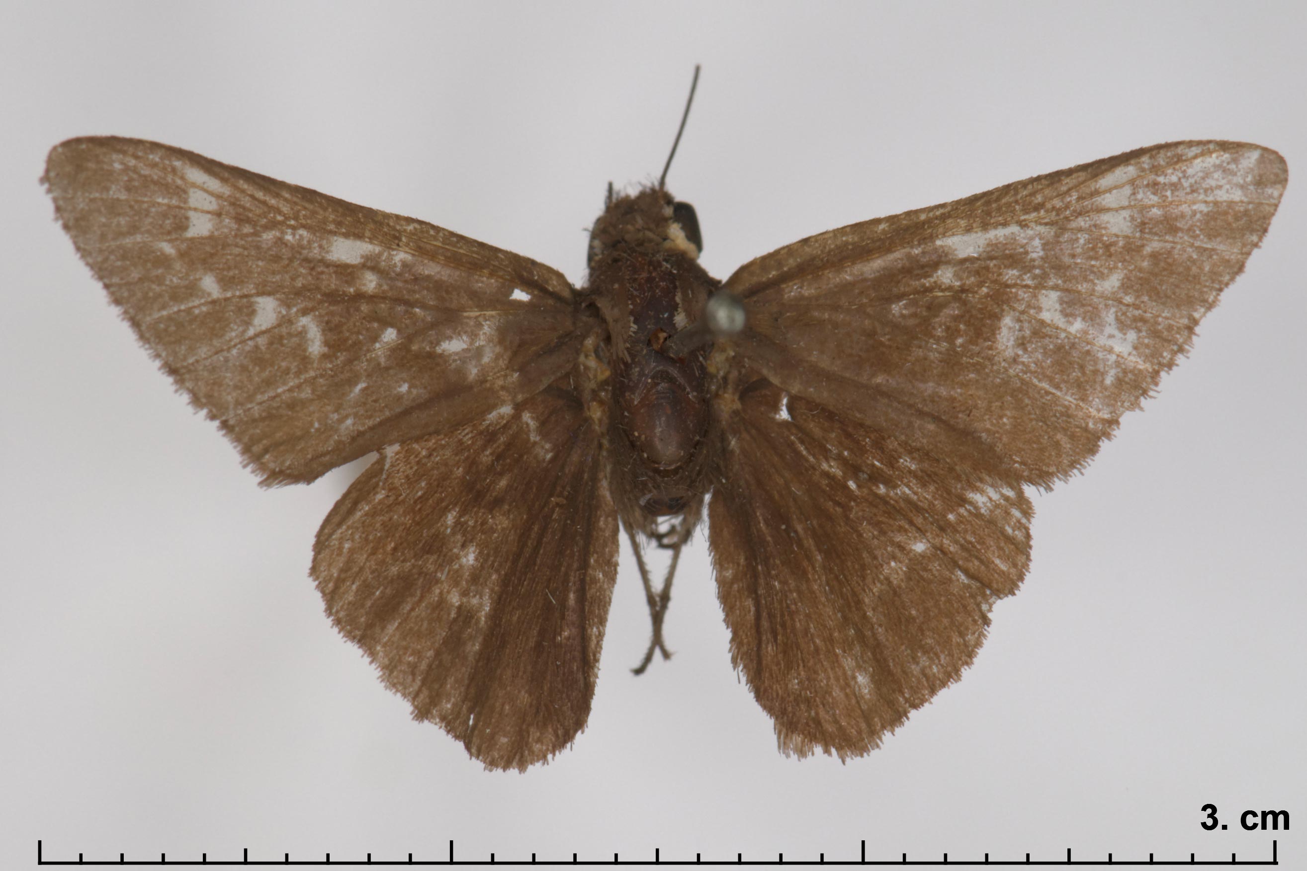 Atrytonopsis loammi (type specimens)