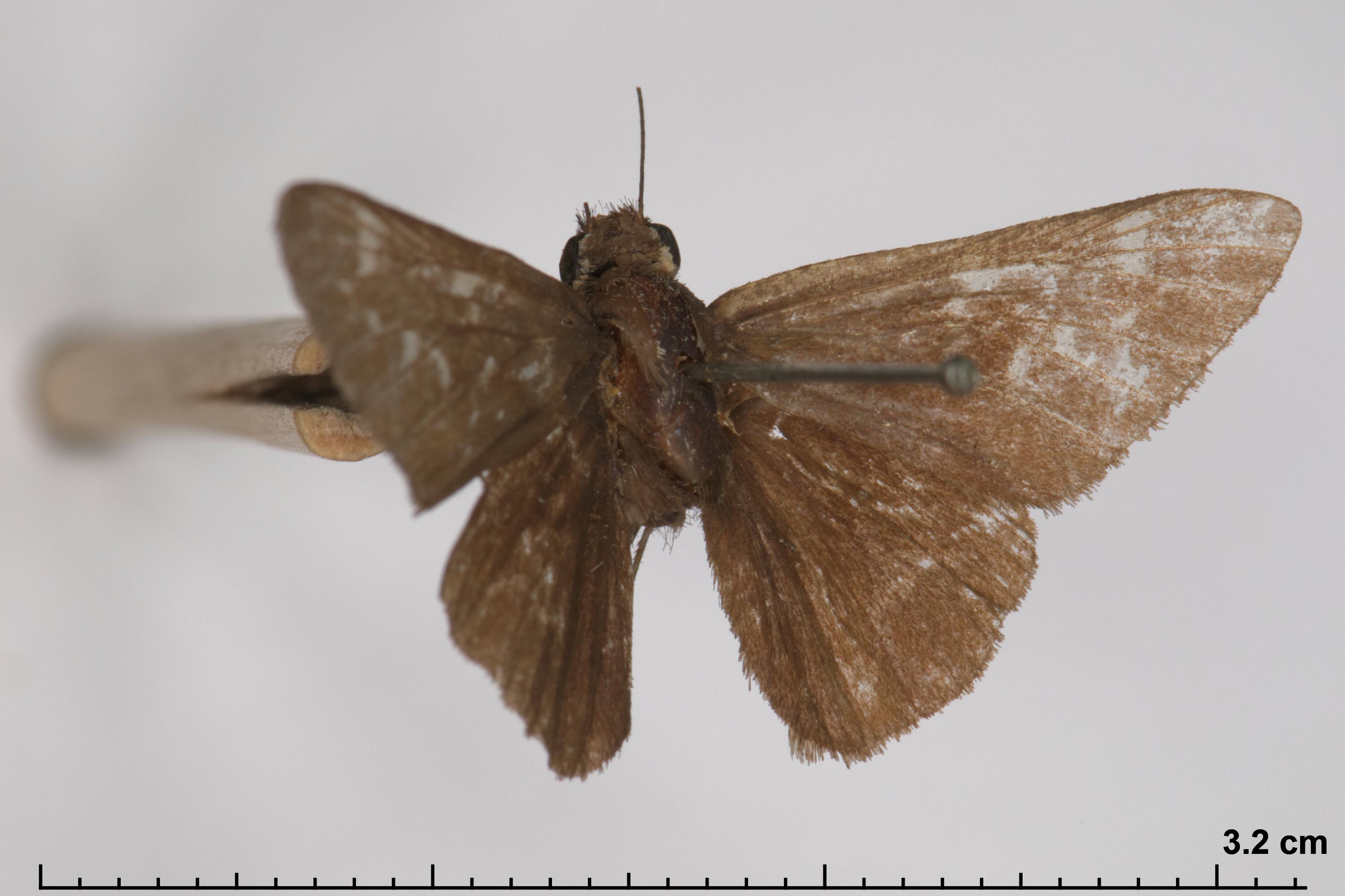 Atrytonopsis loammi (type specimens)