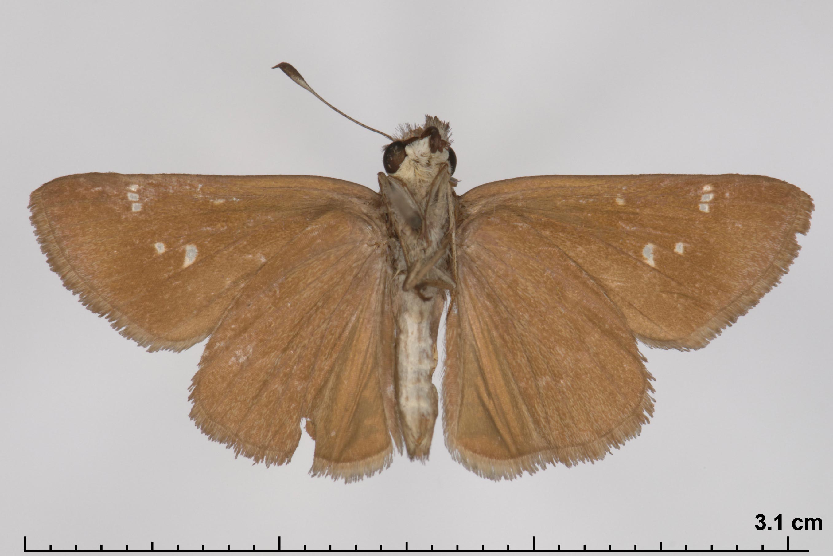 Lerodea e. eufala (type specimens)