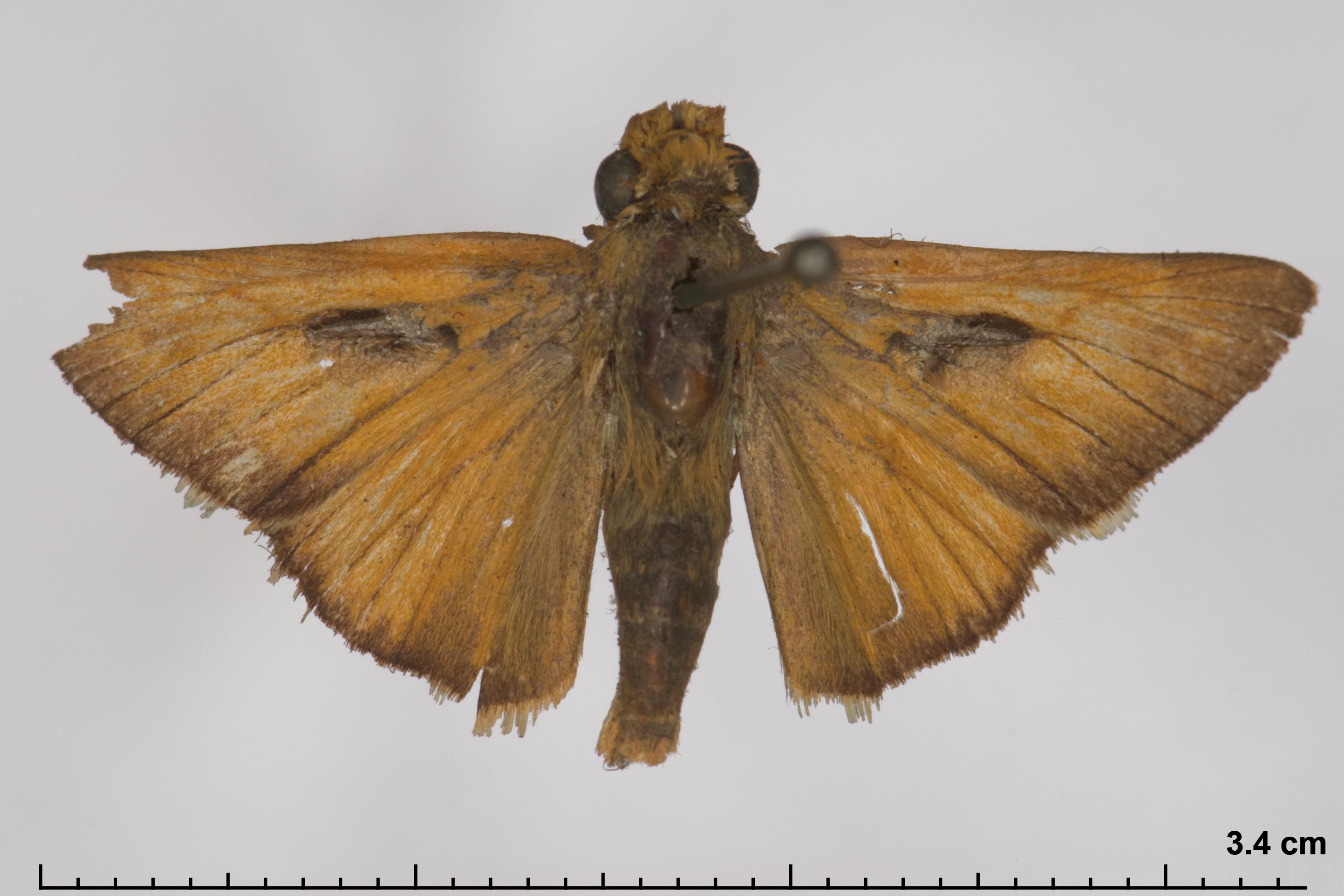 Hesperia ottoe (type specimens)