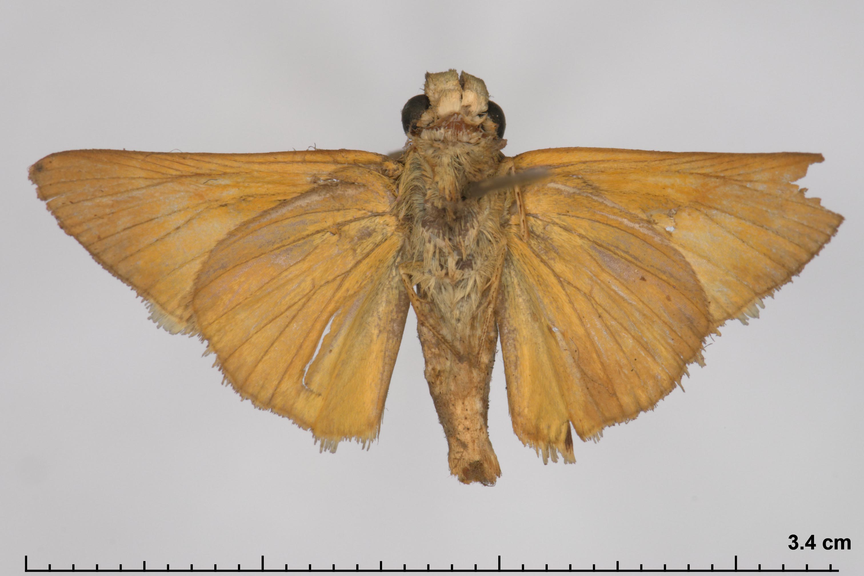 Hesperia ottoe (type specimens)