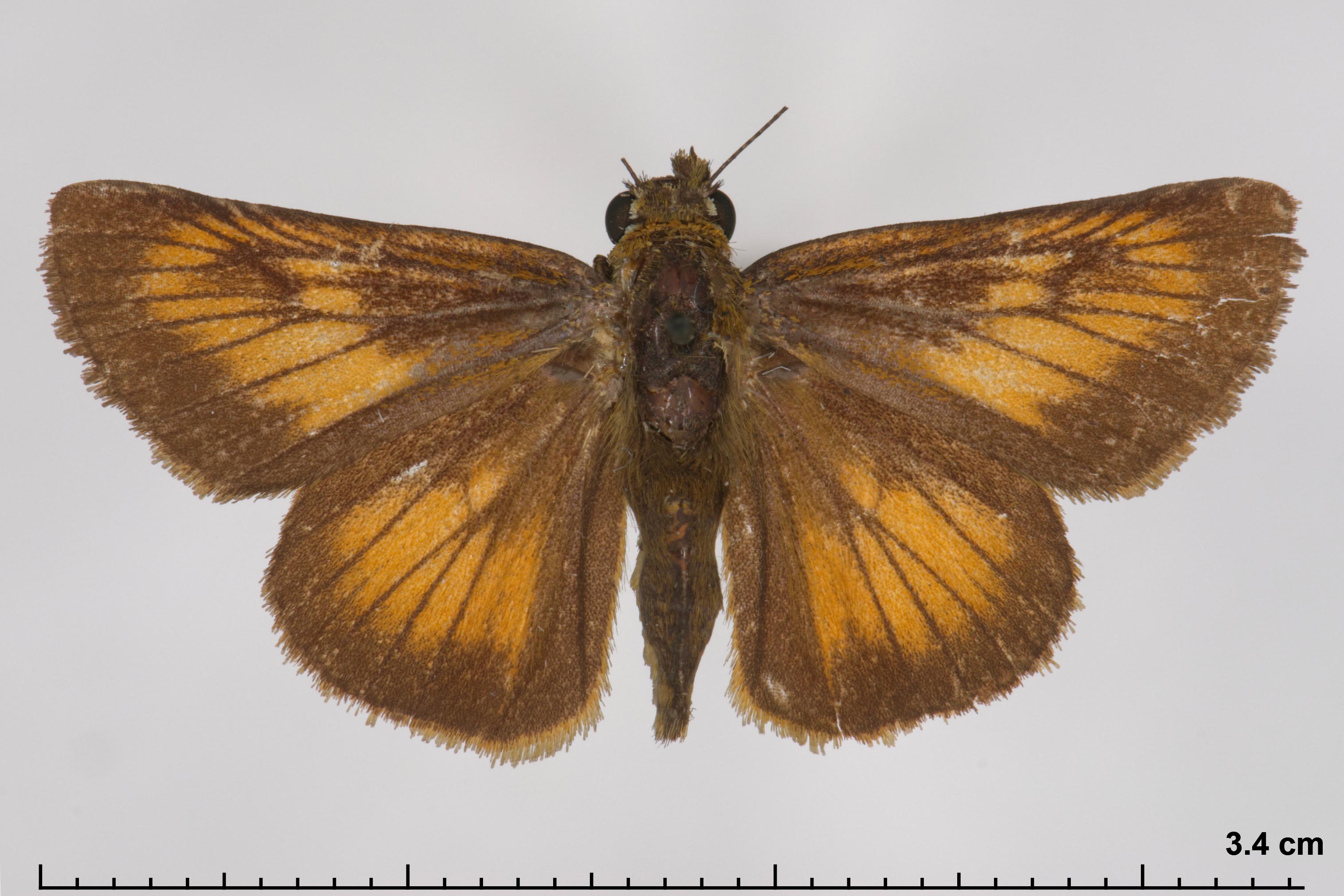 Anatrytone l. logan (type specimens)