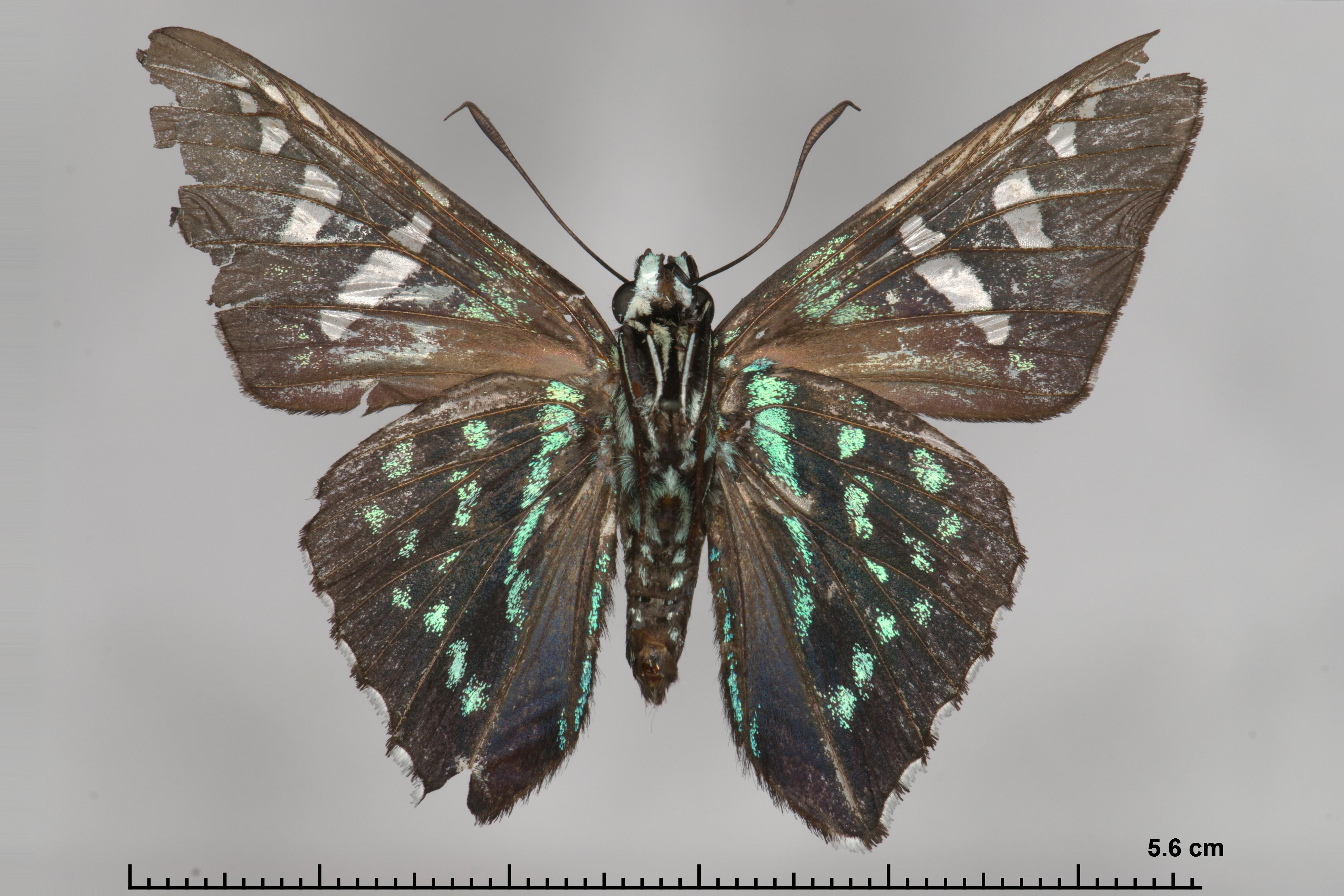 Phocides urania (pinned specimens)
