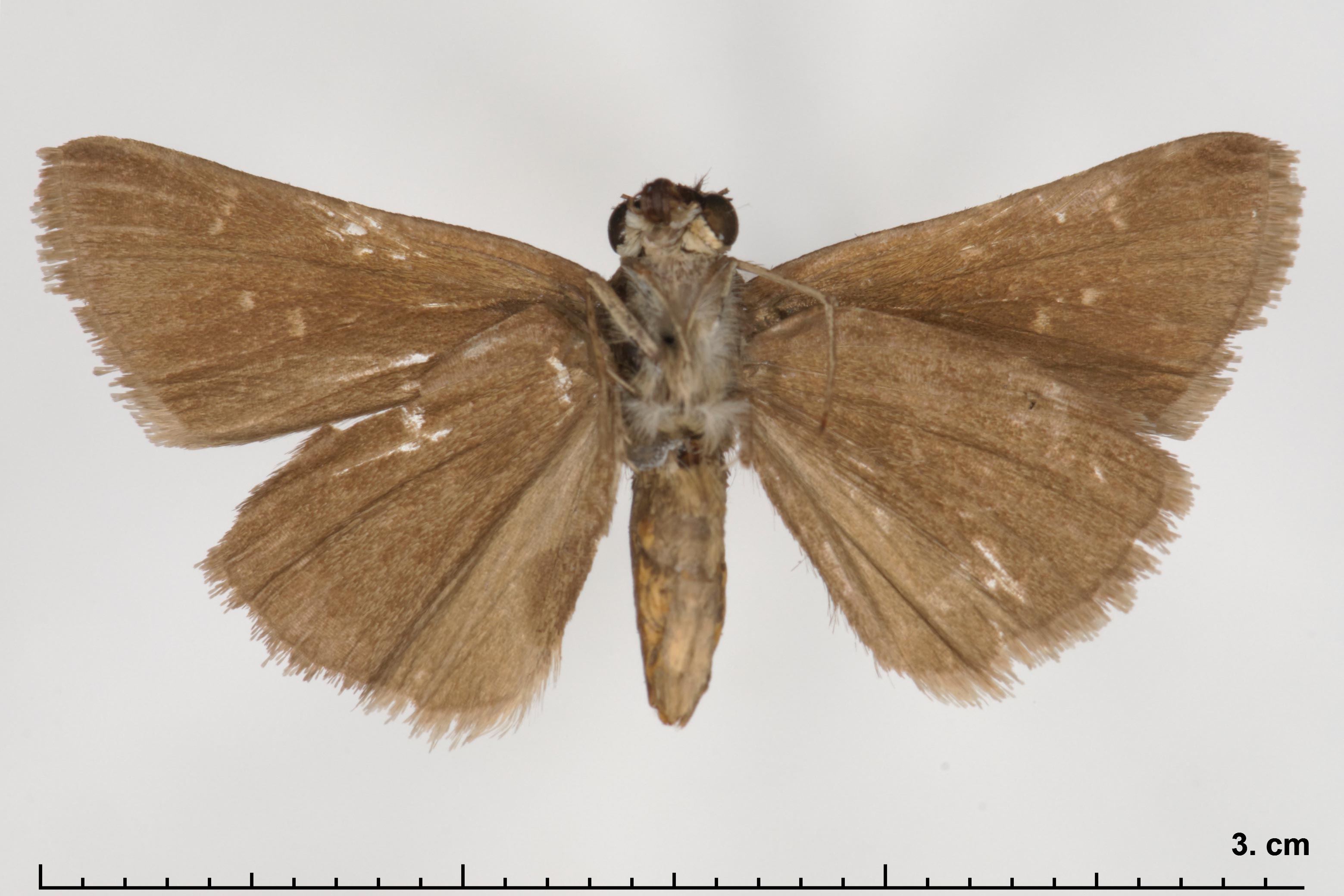 Lerodea eufala concepcionis (type specimens)
