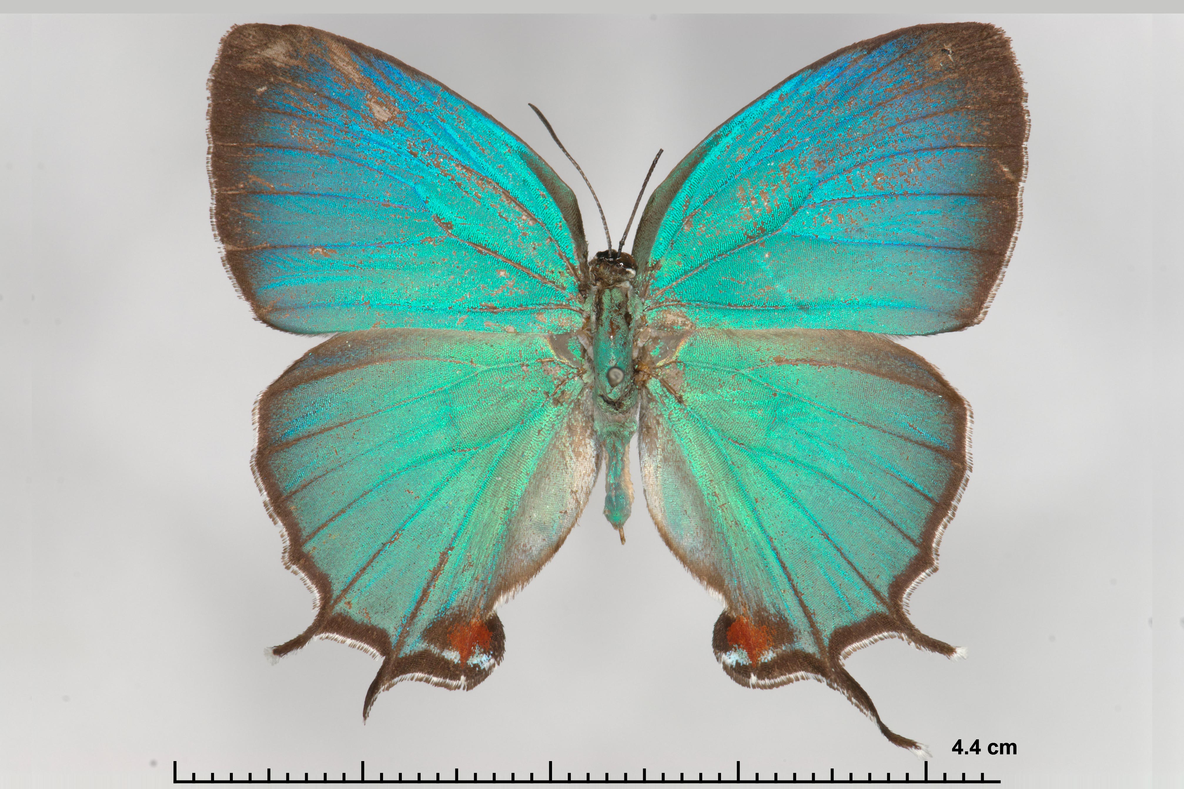 Evenus batesii (pinned specimens)